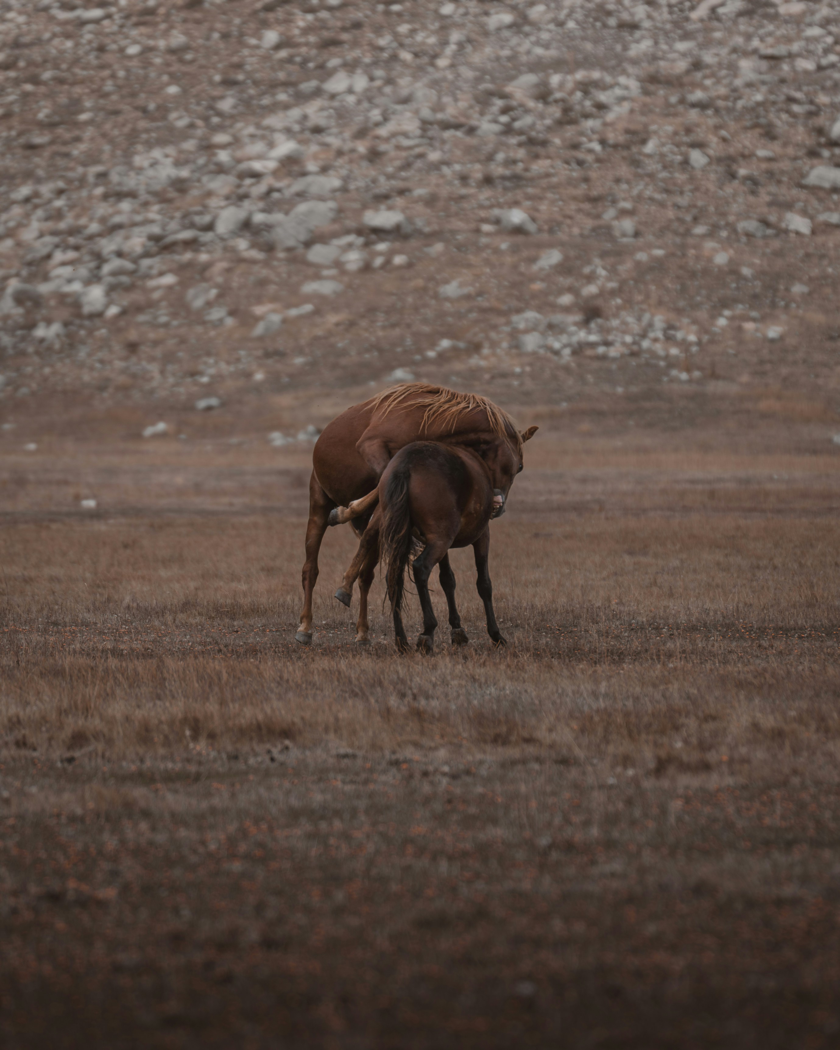 Two Horses at Dusk: Quiet Contact on a Wind-Scarred Plain