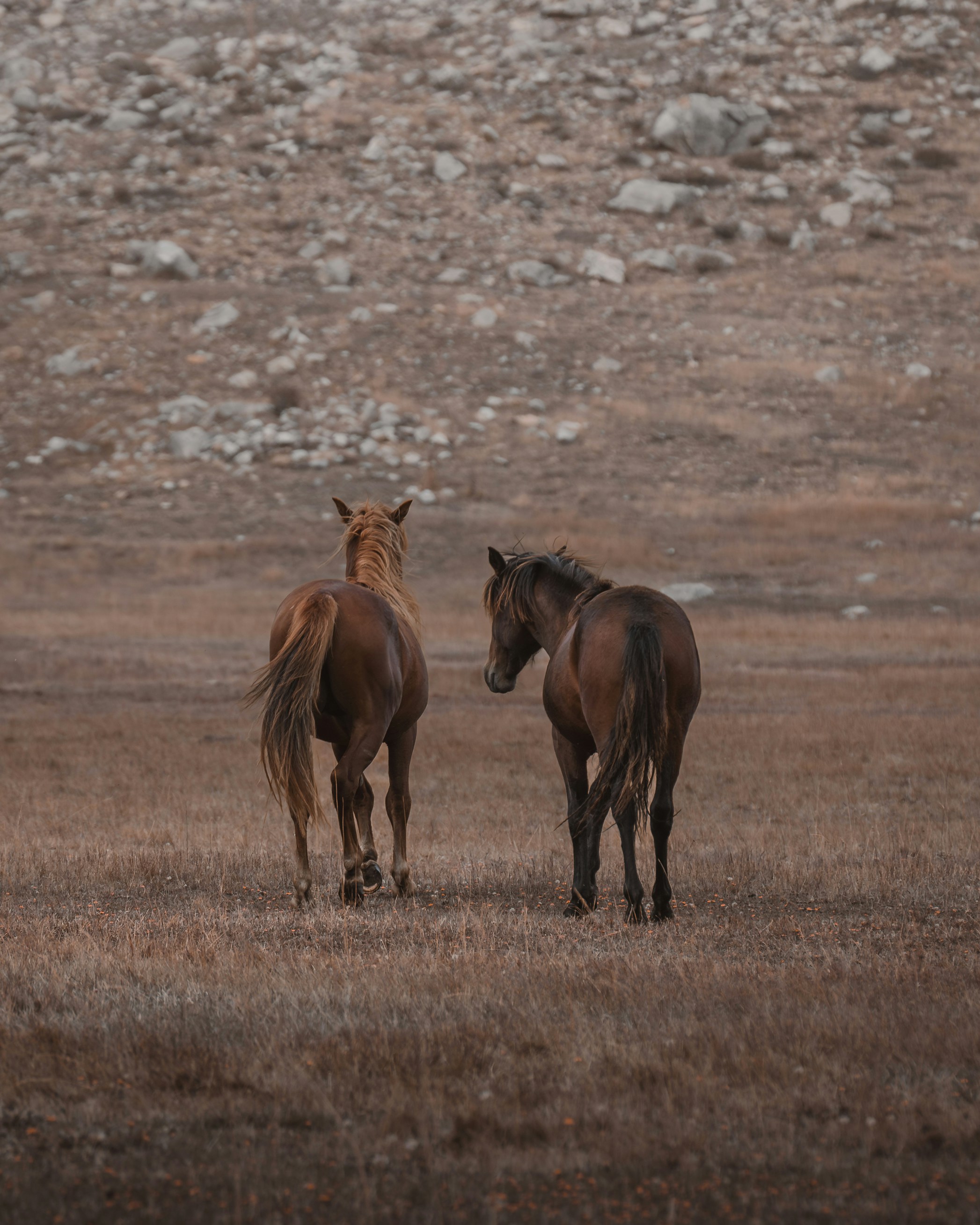 Evening Whispers: Two Horses Trek Across a Pebbled Moor