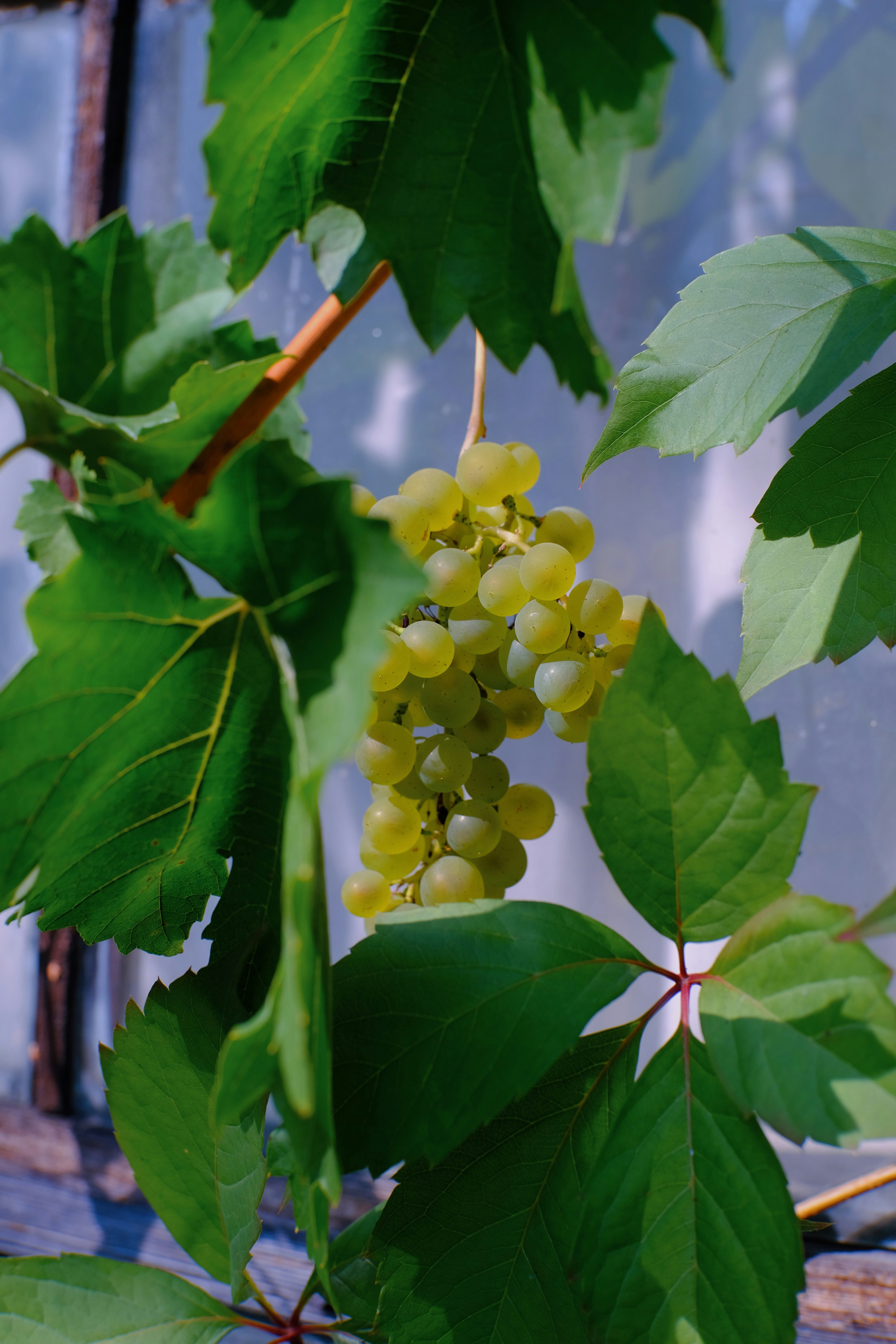 Sunlit Gold Grapes Framed by Green Vines