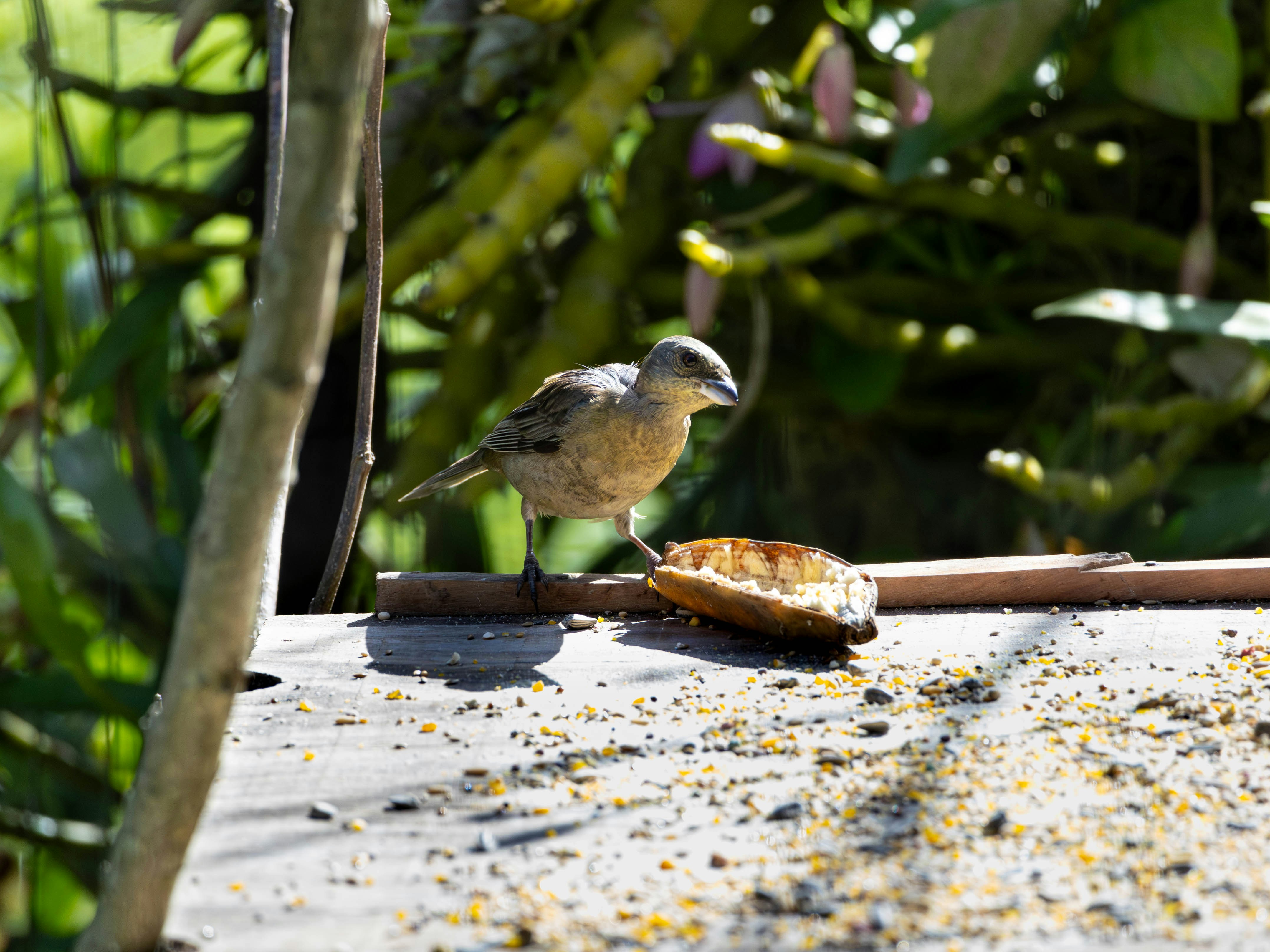 Sunlit Terrace Stowaway: A Finch at the Nuts and Seeds