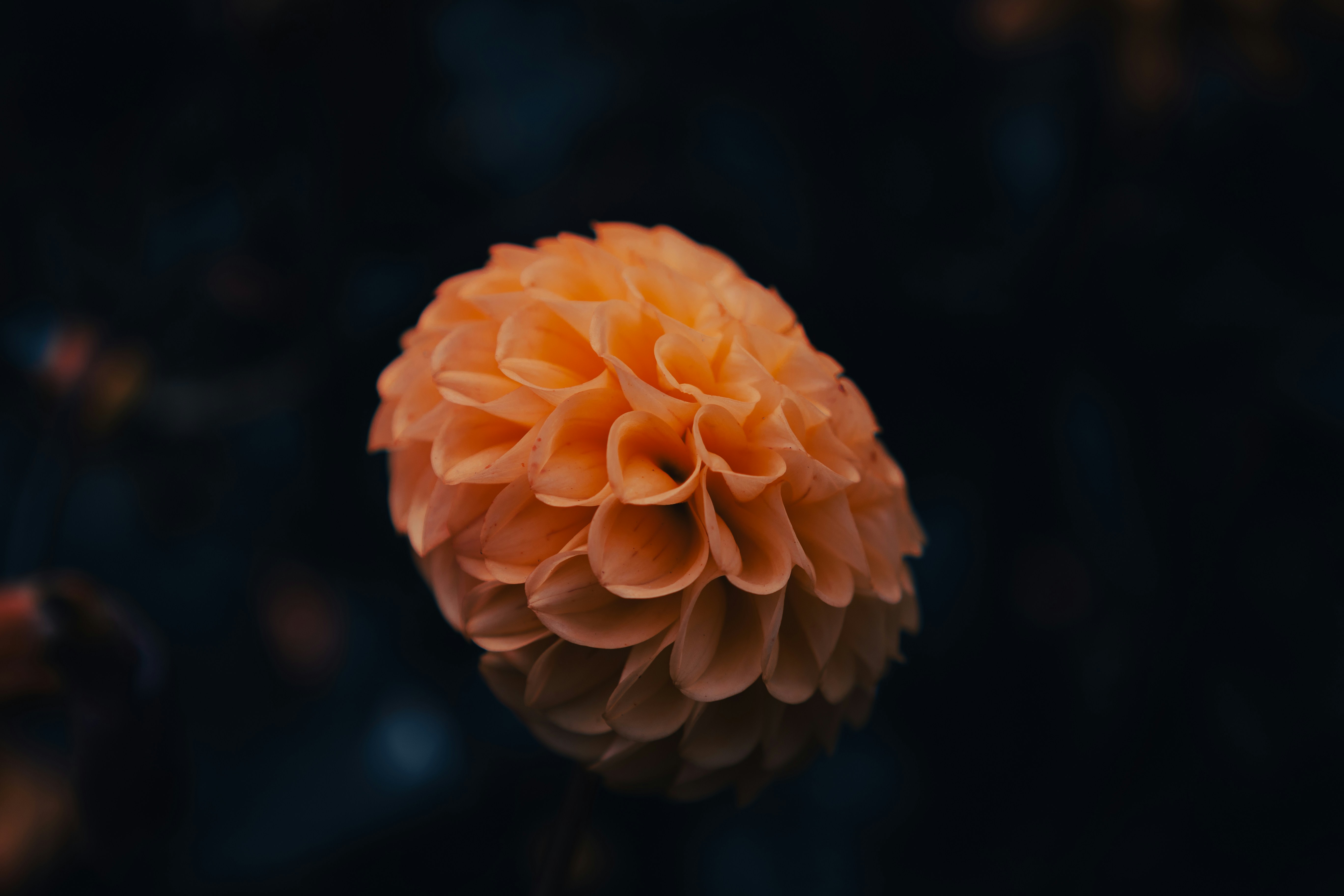 A delicate orange dahlia blooms against a dark background, showcasing its intricate layers and textures. The soft lighting enhances the flower's natural beauty.