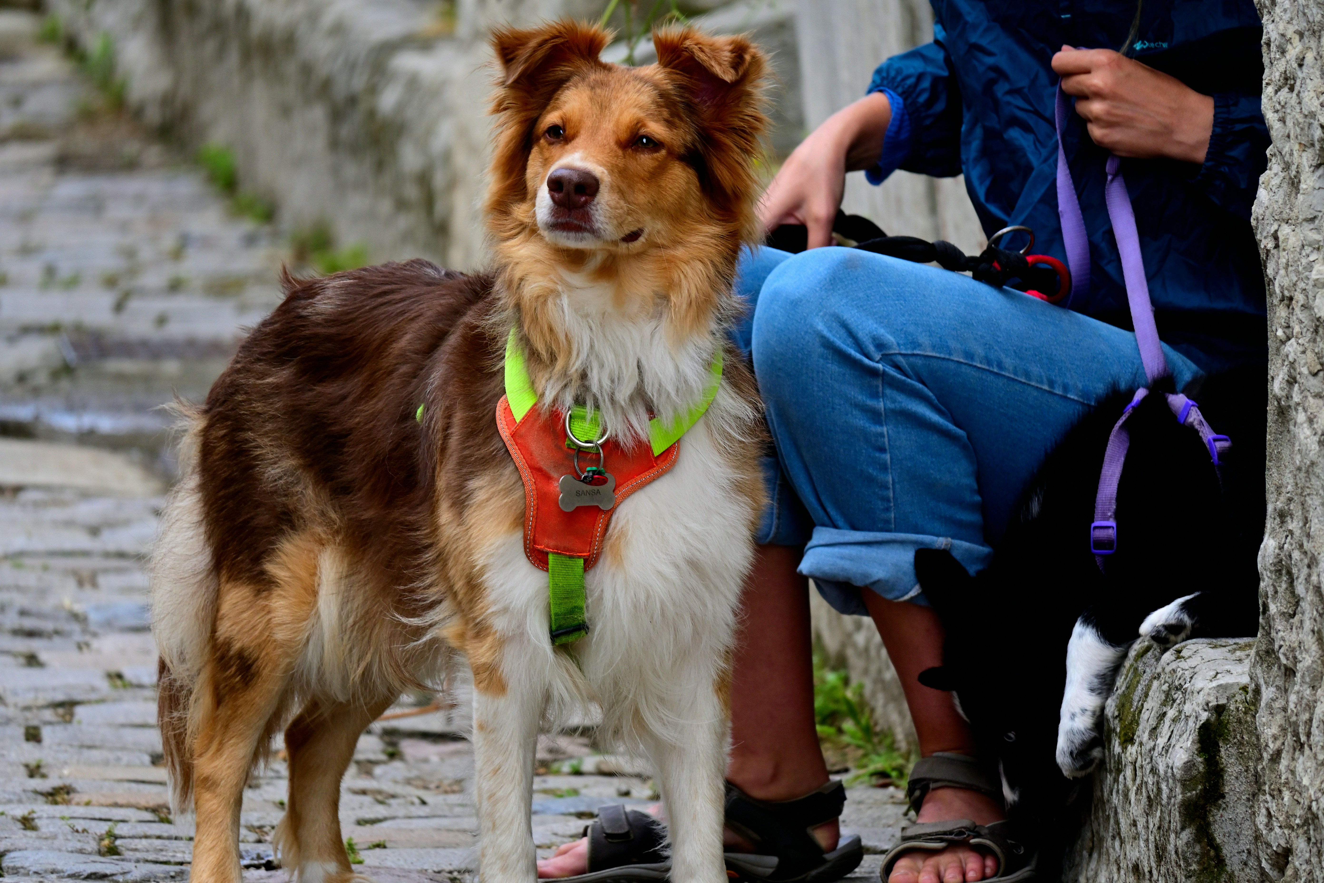 The Lead Dog and The Small Companion
