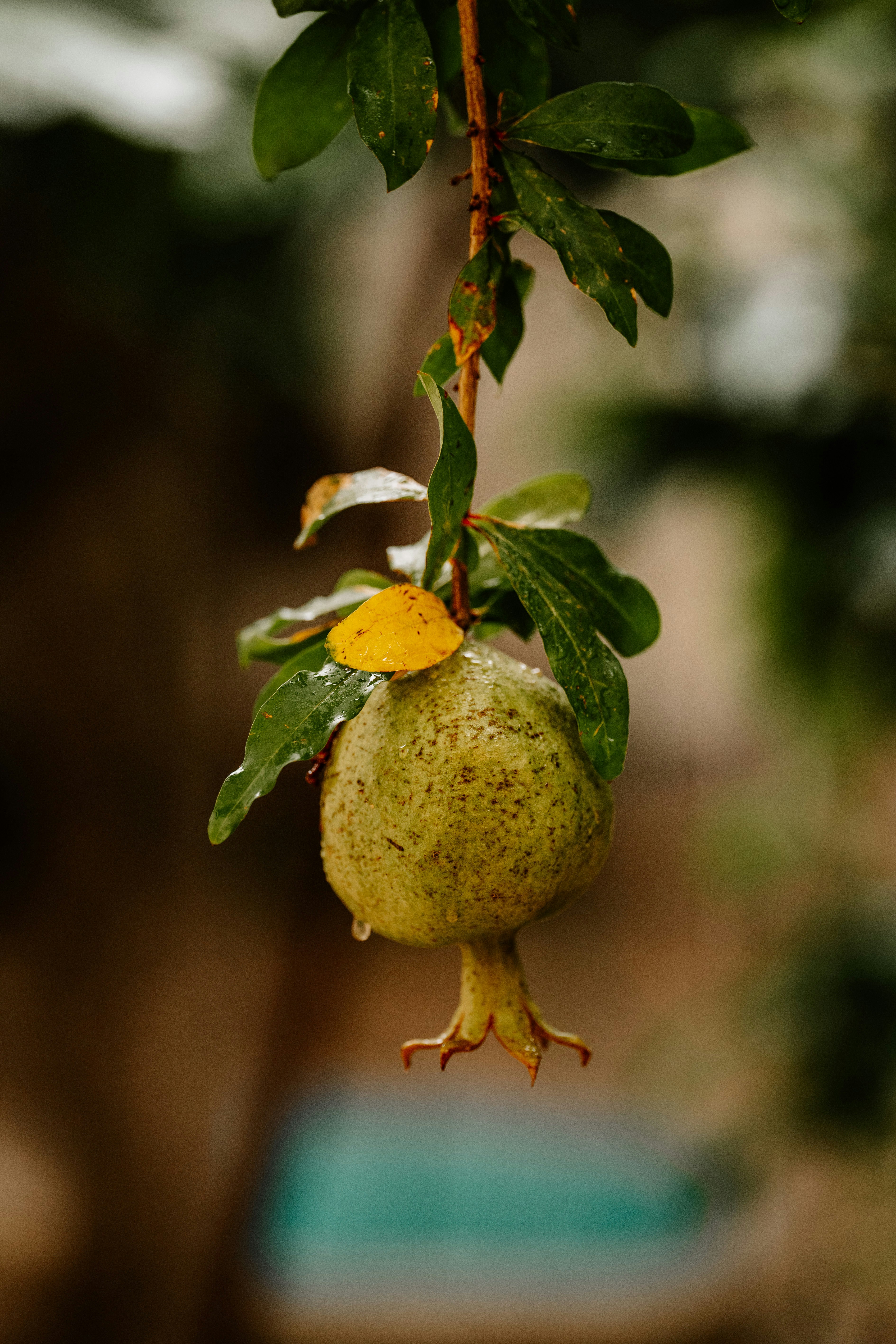 Quince Pendant on a Rain-Kissed Branch