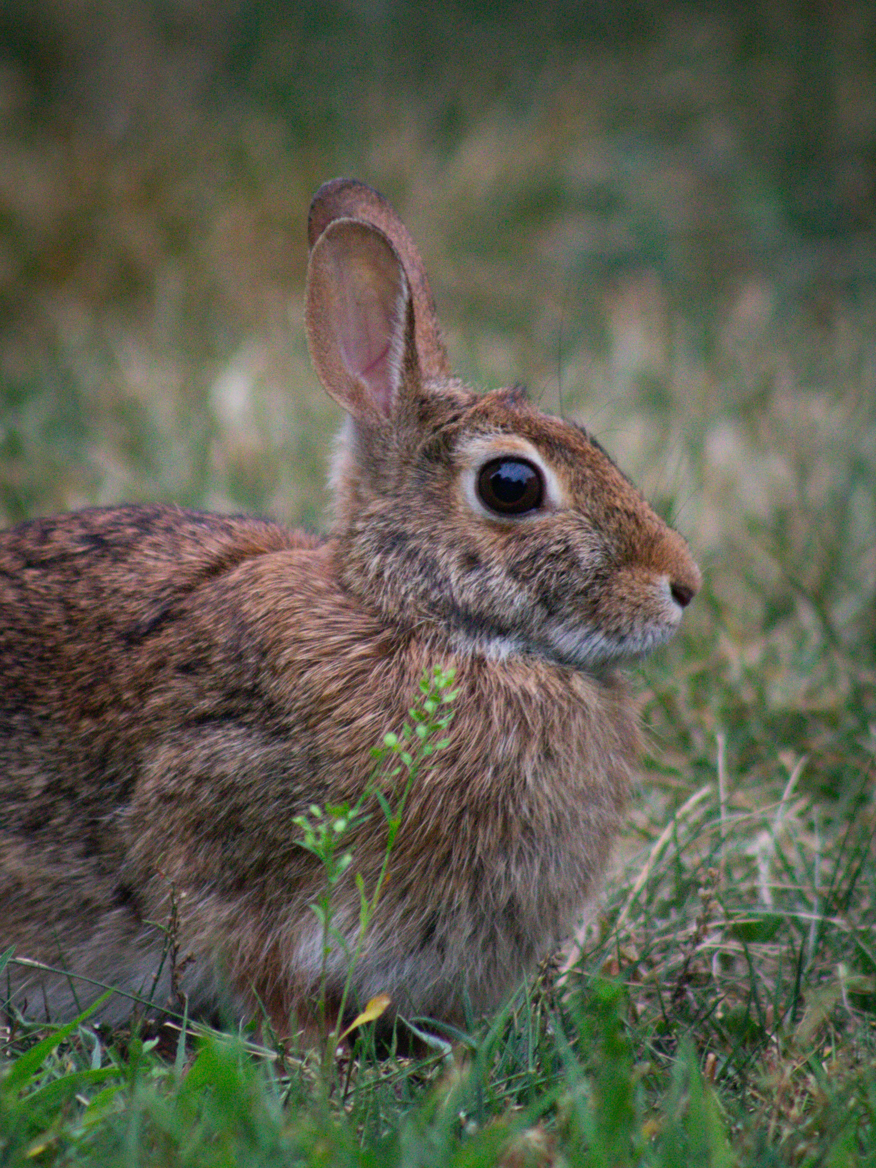 A rabbit sits quietly in the grass, its ears perked and eyes wide, observing its surroundings. The soft fur and delicate features highlight the beauty of this woodland creature.
