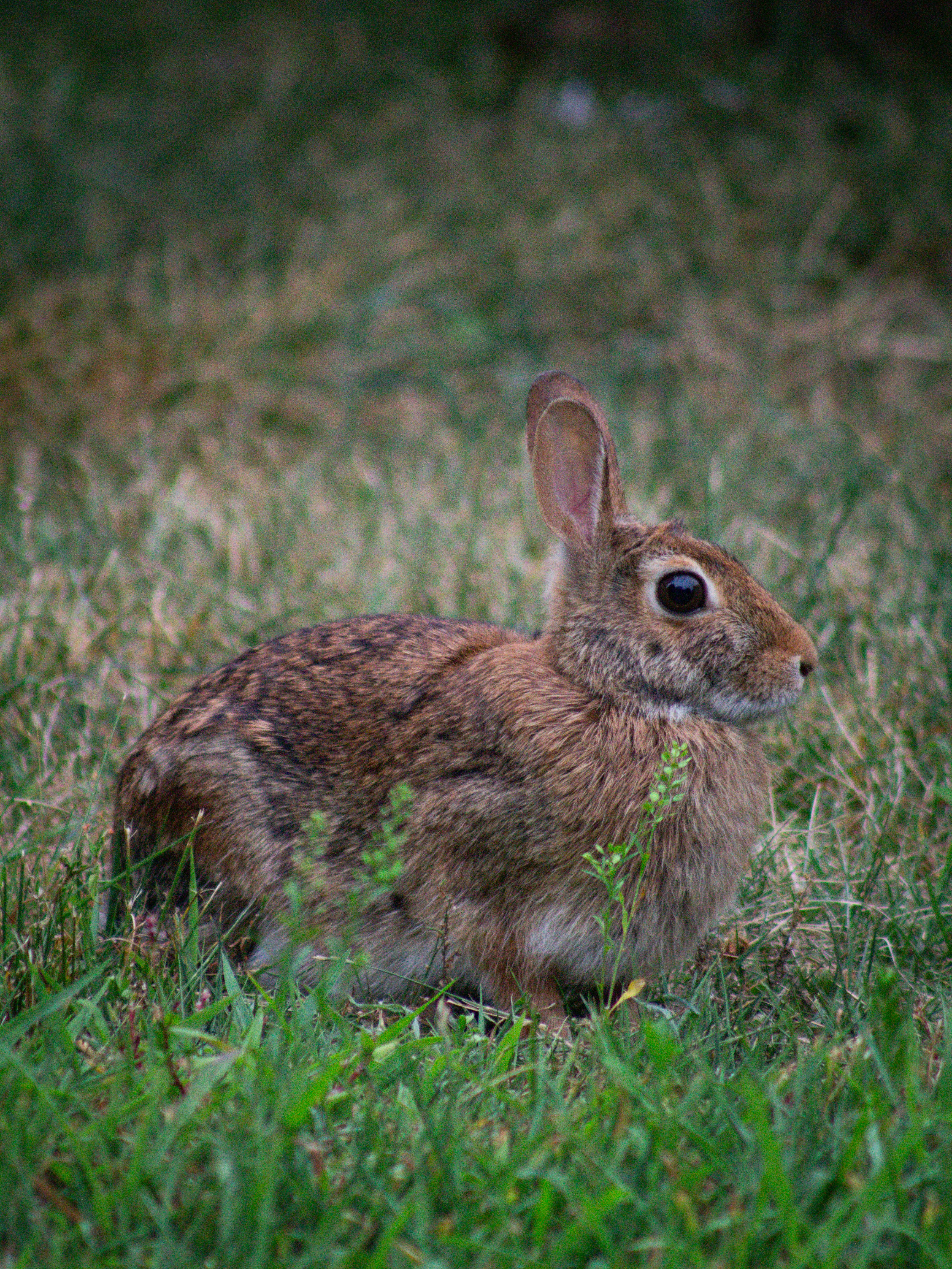 A small rabbit sitting in a field of grass photo – Free Animal Image on ...