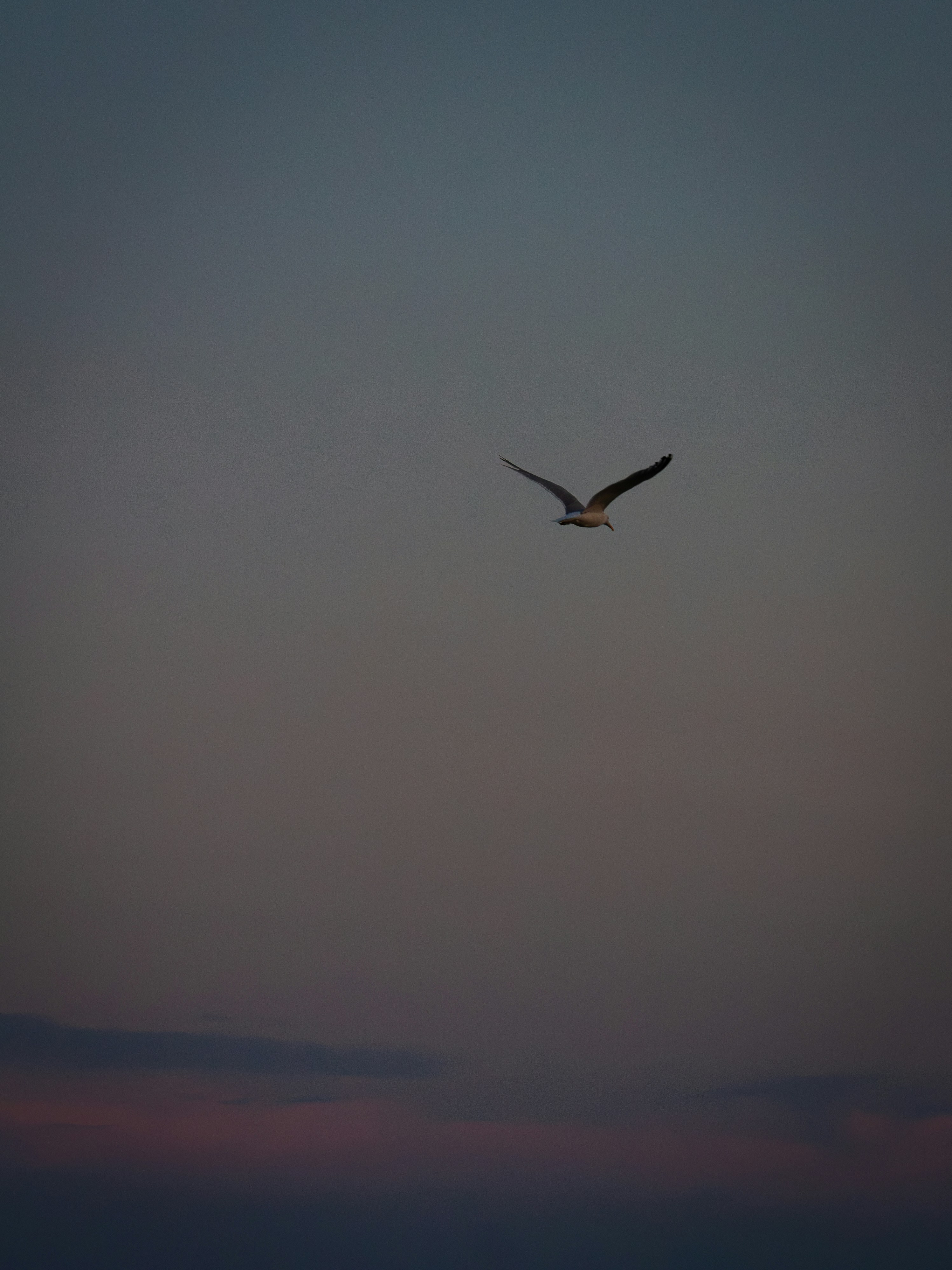 A large bird flying through a cloudy sky
