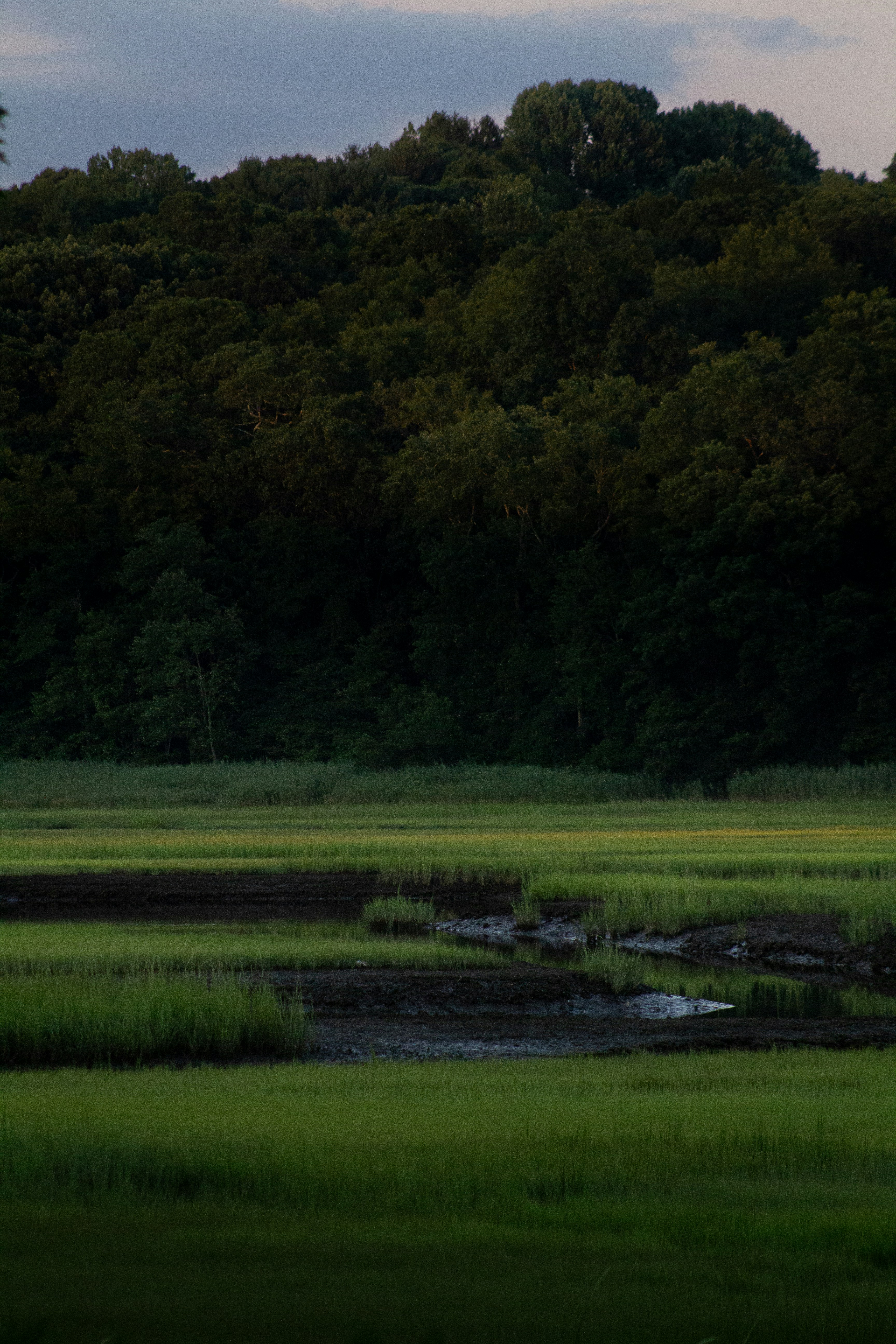 Dusk on the Marsh Edge: Grass, Water, and a Shadowed Forest