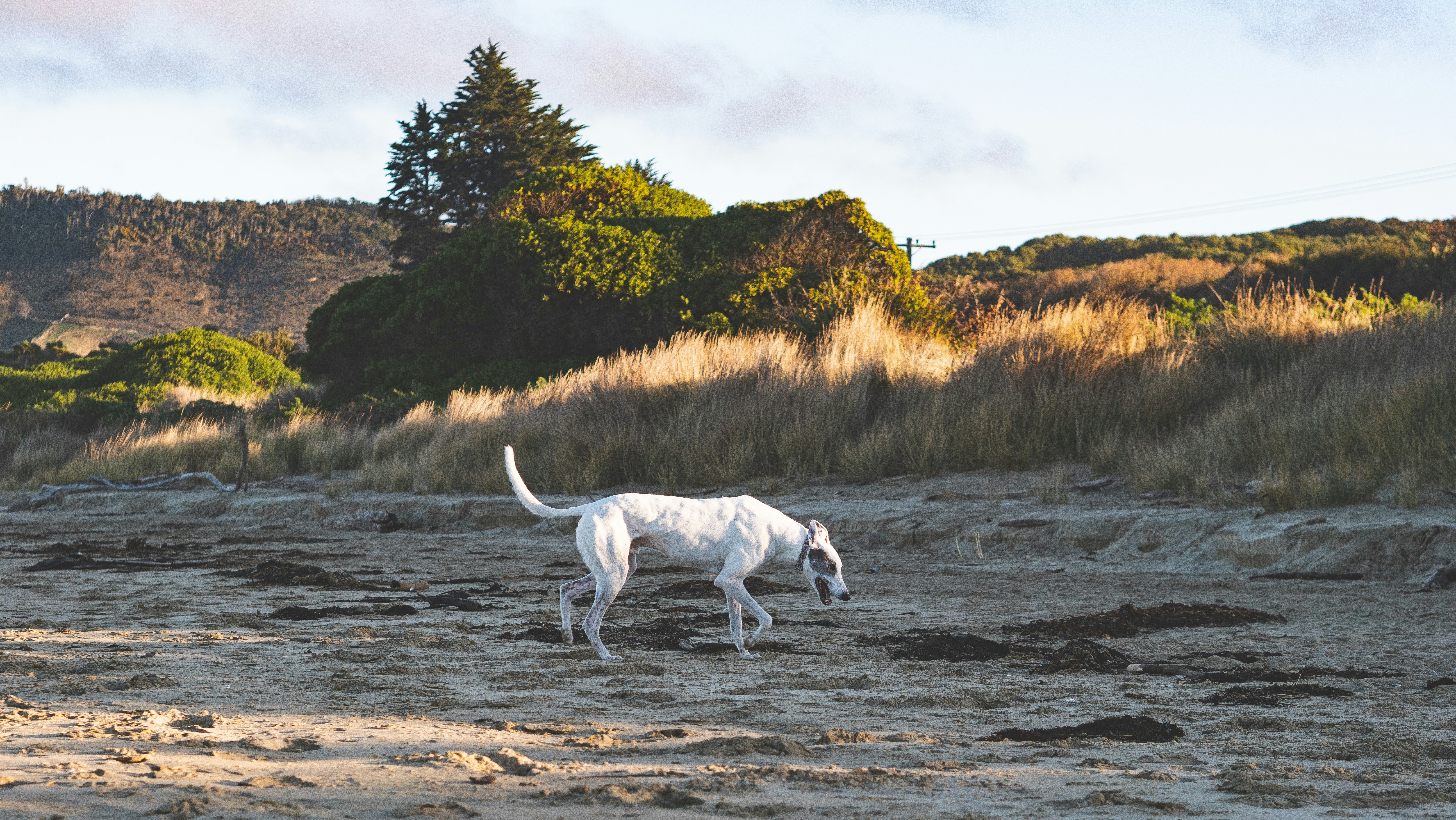 Golden Hour Greyhound on the Sandy Edge