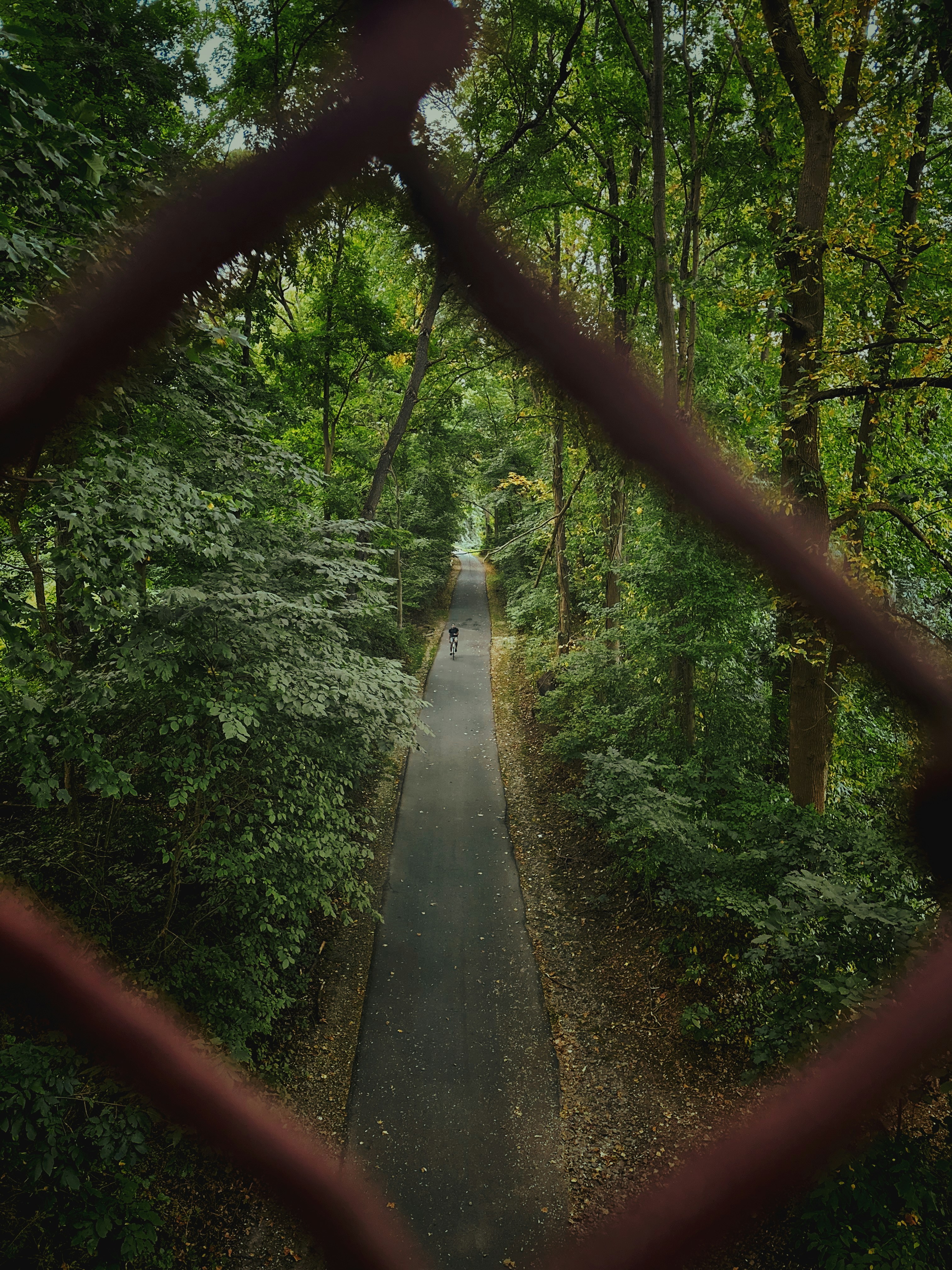 A view of a path through a forest through a chain link fence photo ...