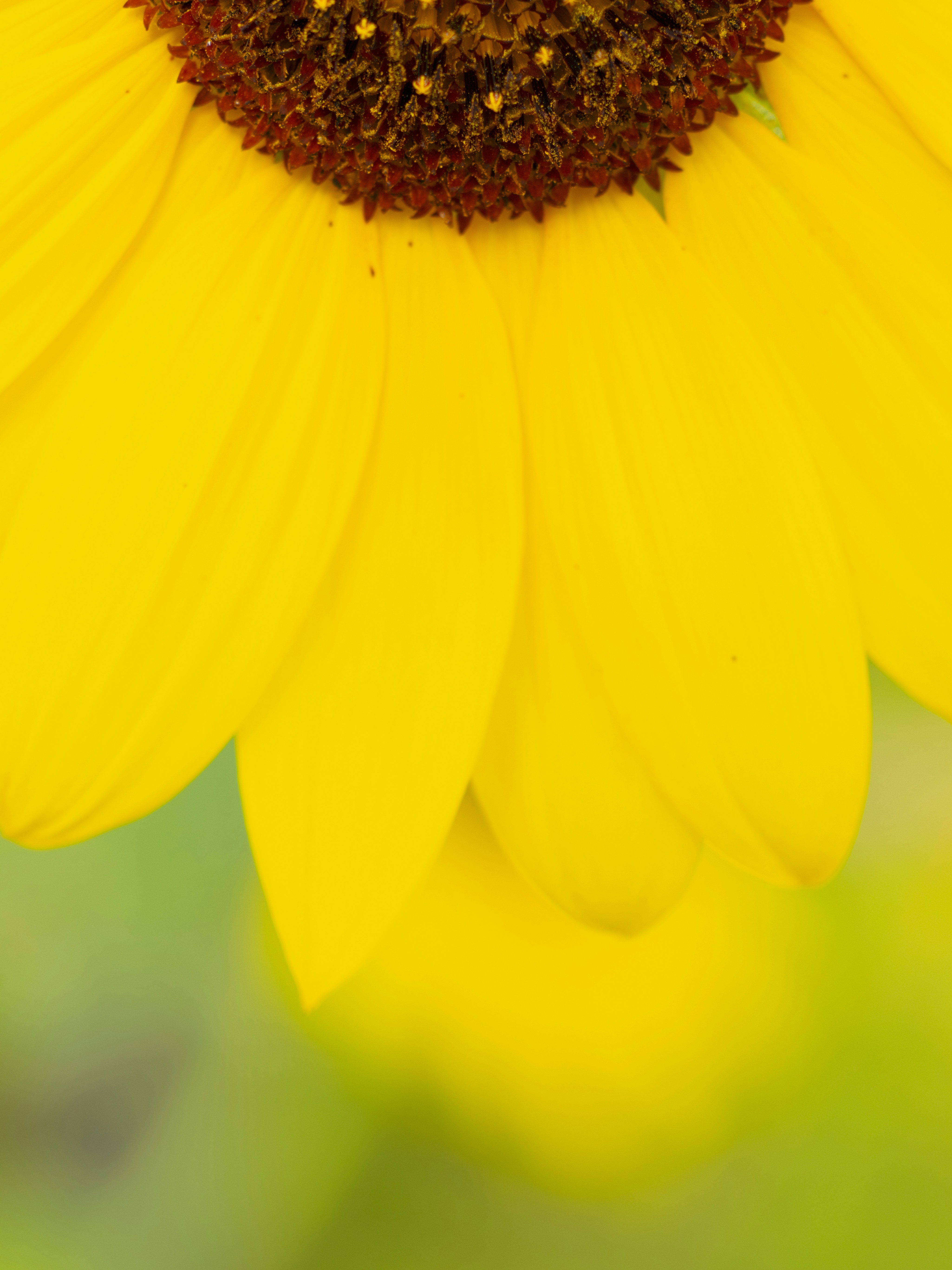 Macro Portrait of a Sunflower: Golden Petals Embracing a Textured Center