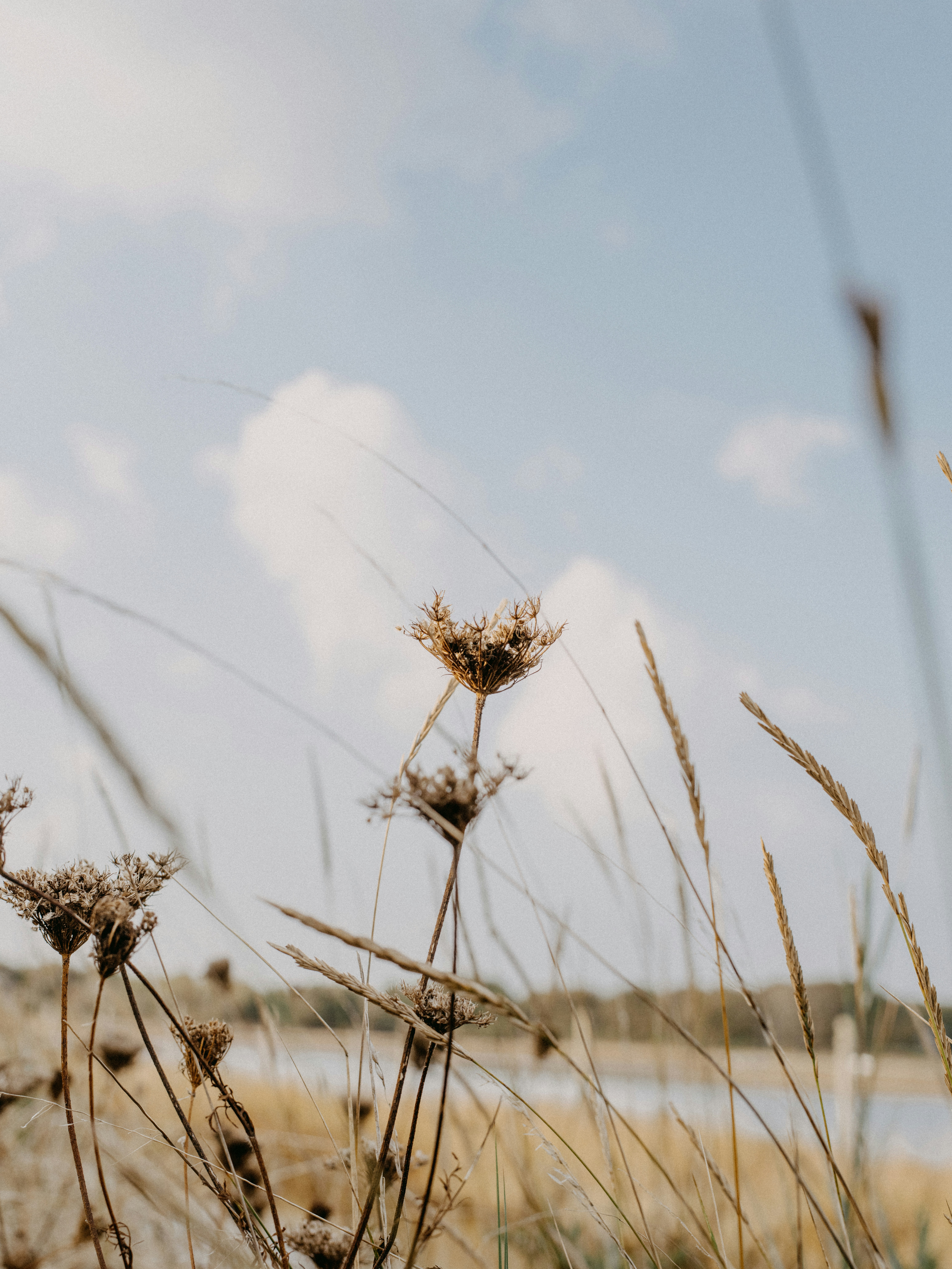 A bunch of tall dry grass near a body of water photo – Free Nature ...