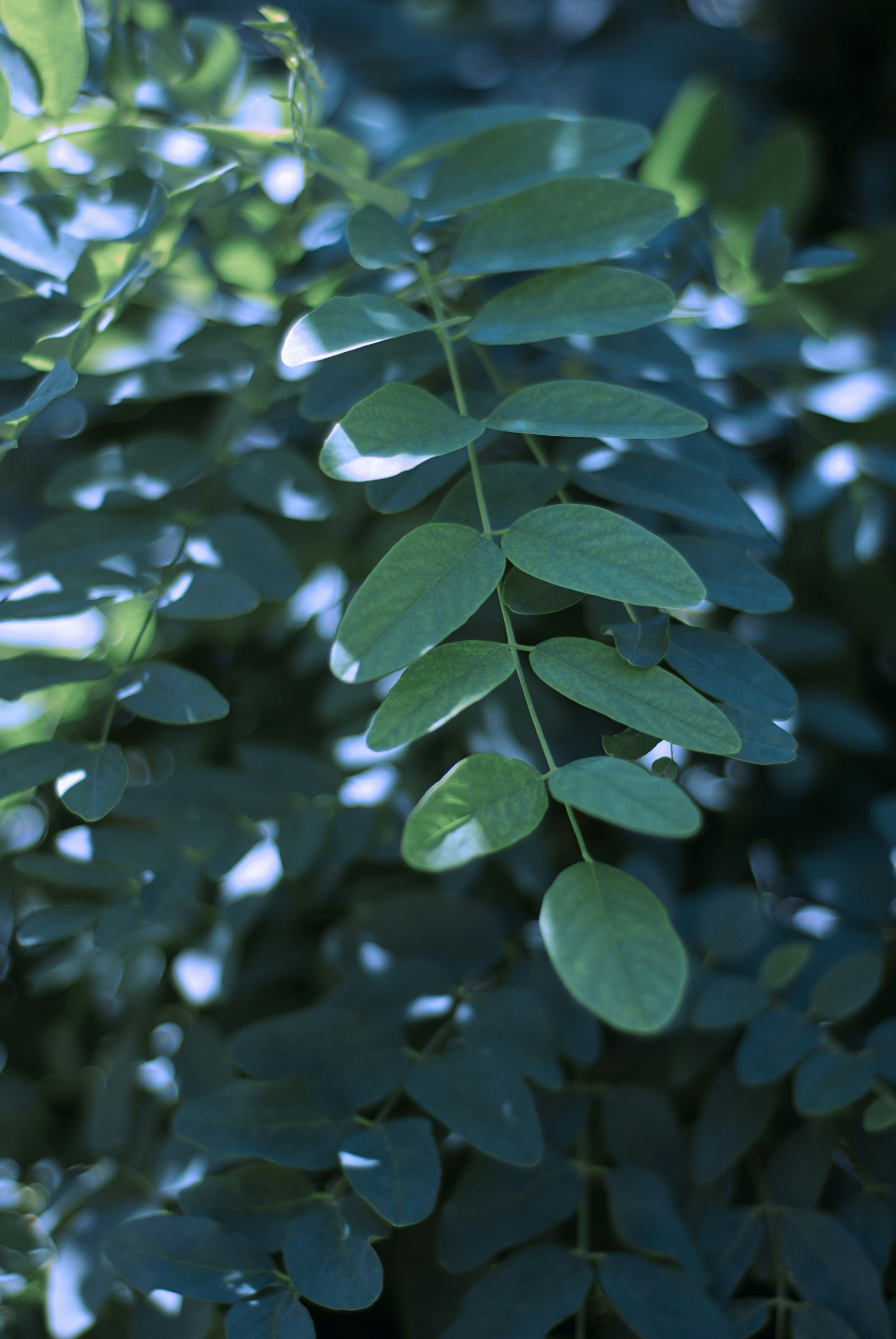 Tree branch with leaves, plant background