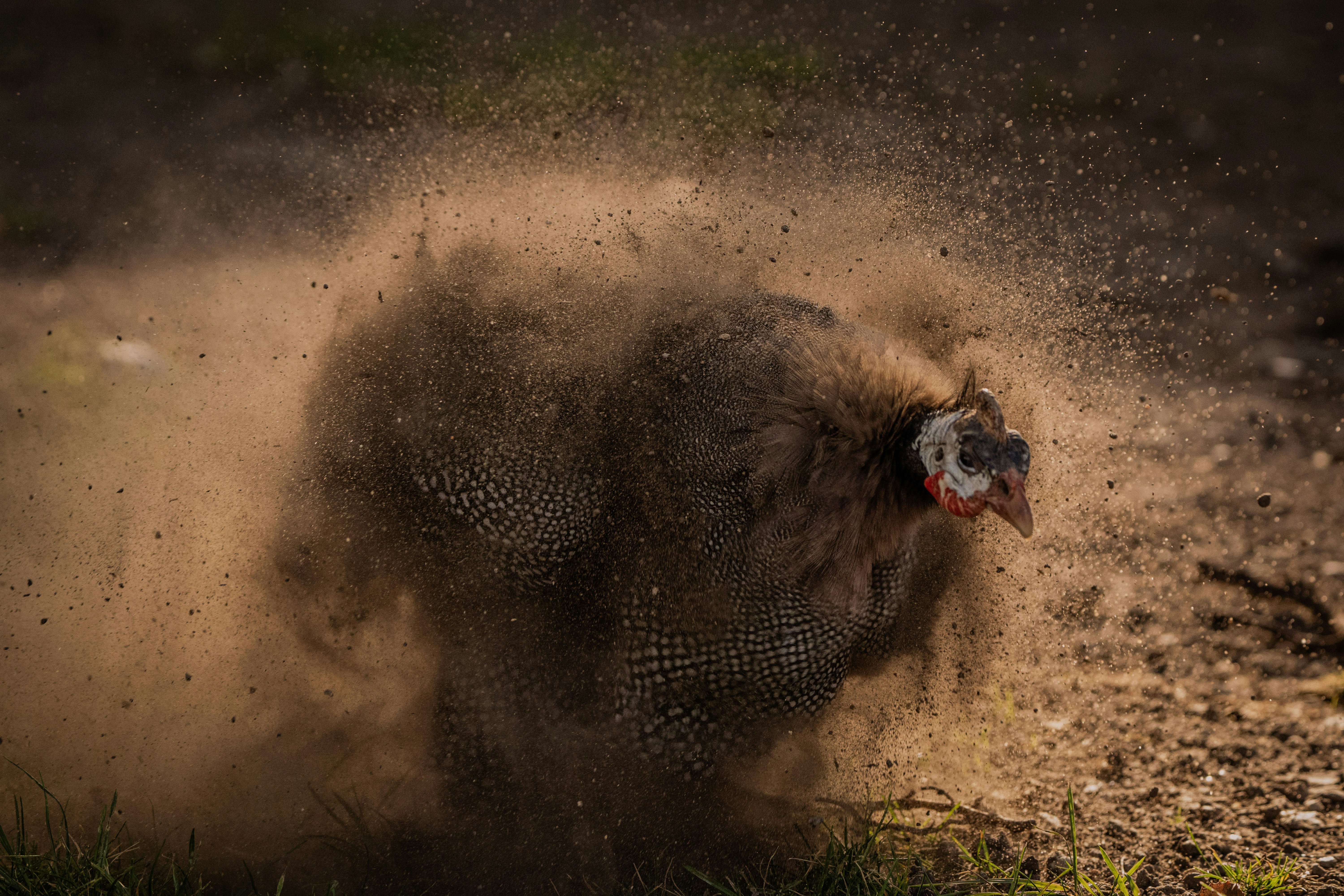 A large animal kicking up dirt on the ground photo – Free Animal Image ...