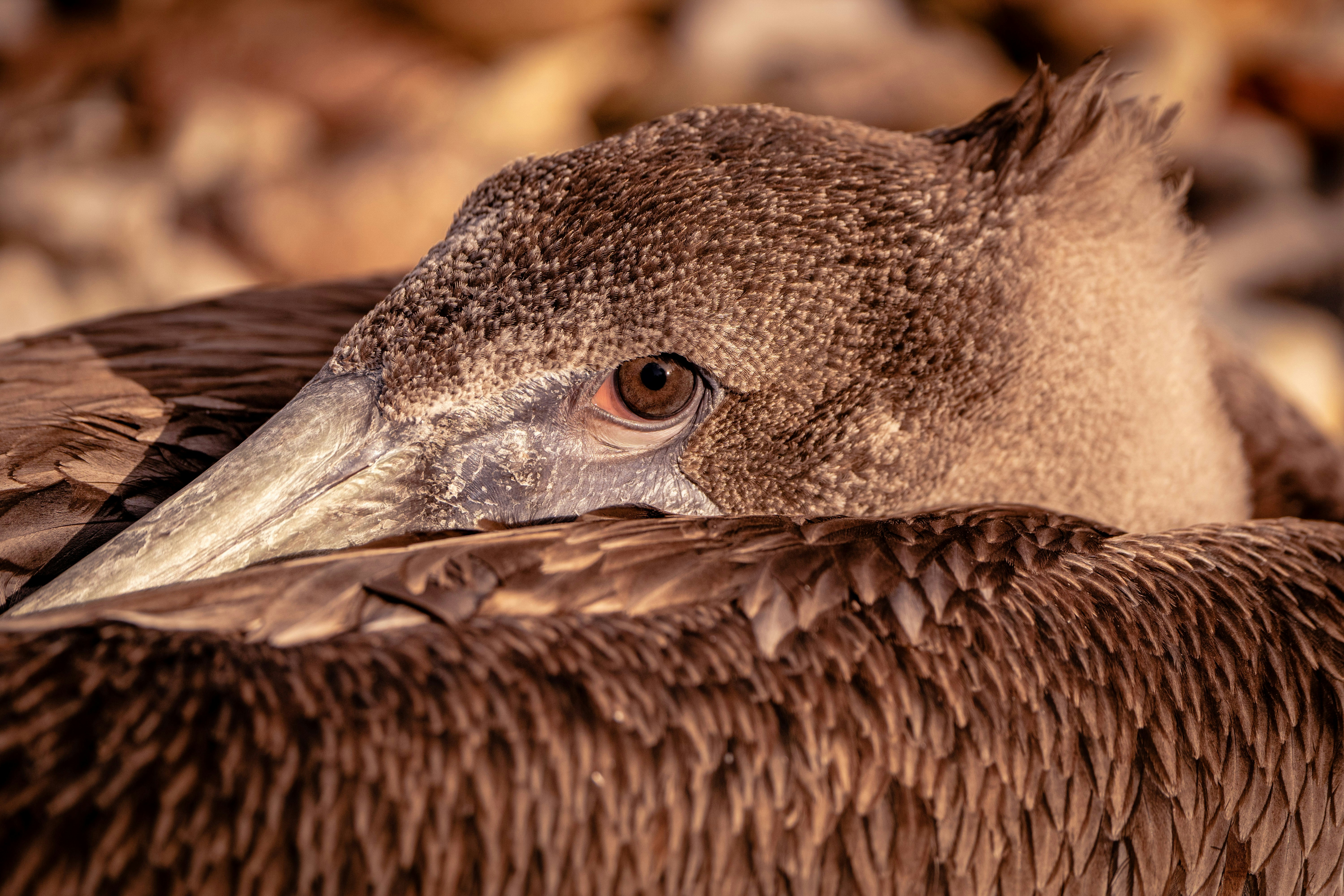 A close up of a bird on a bed of leaves photo – Free Halle (saale ...