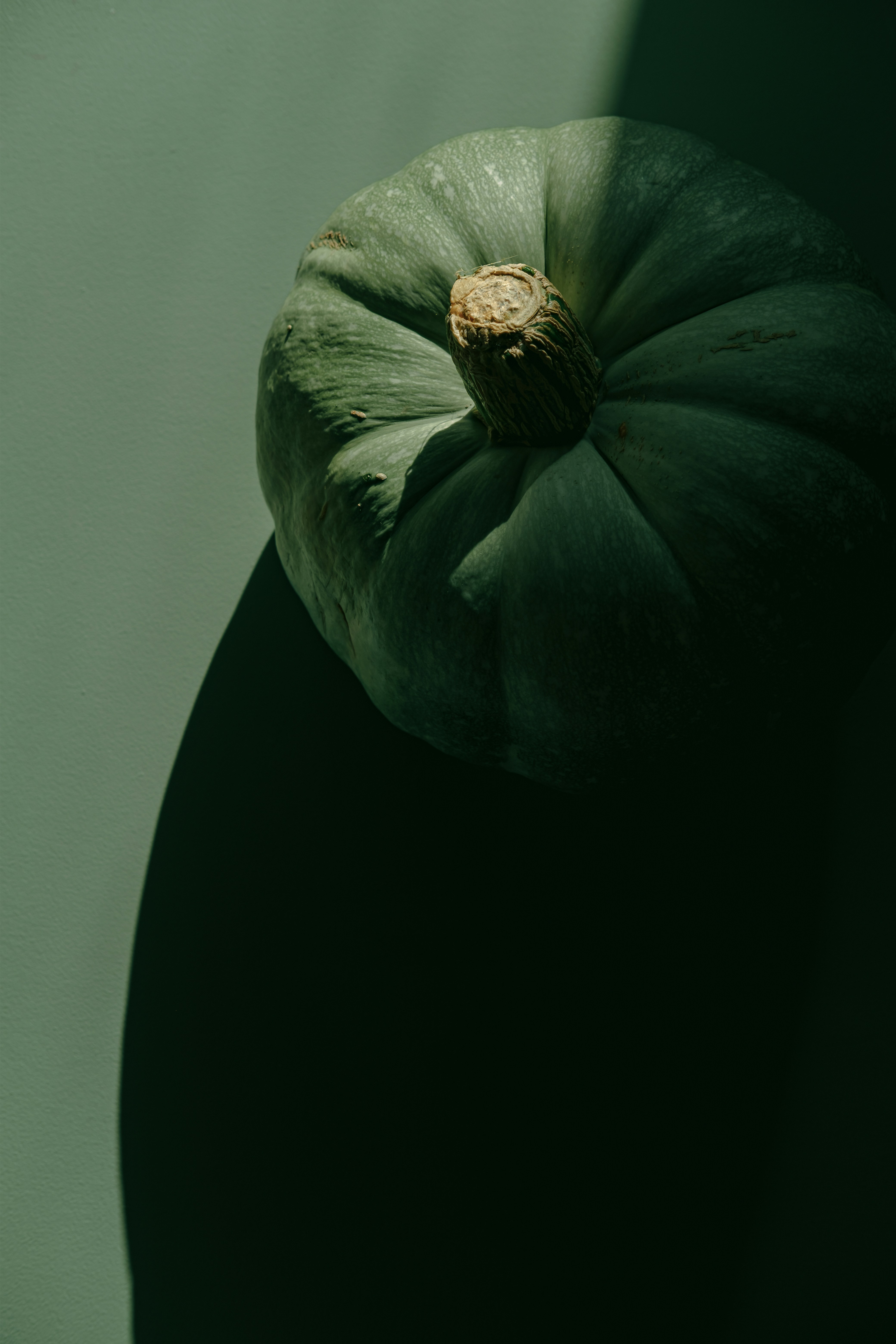 Shadowed Elegance: The Subtle Charm of a Green Pumpkin