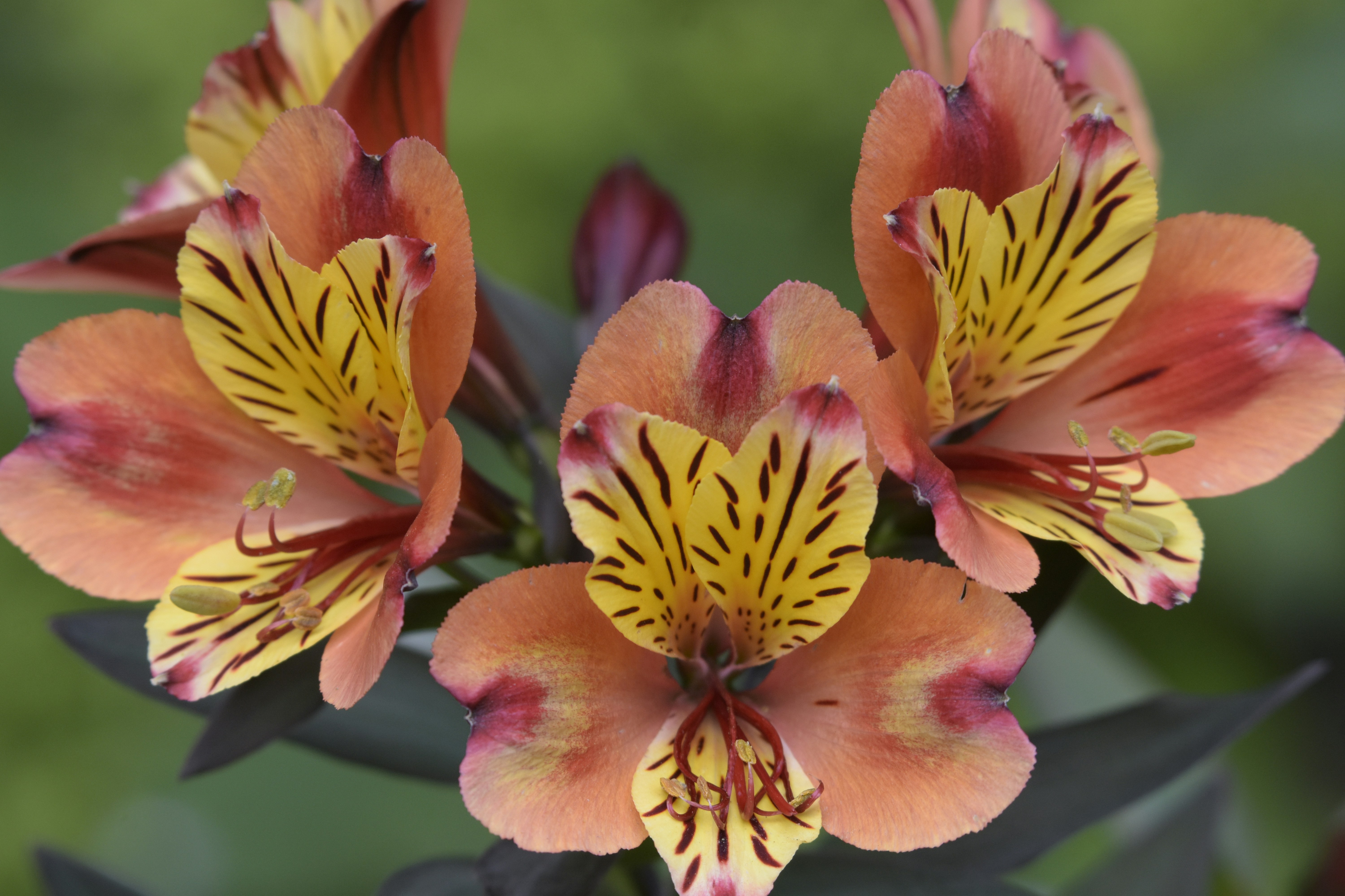 Photo by János Szüdi with Nikon D7200