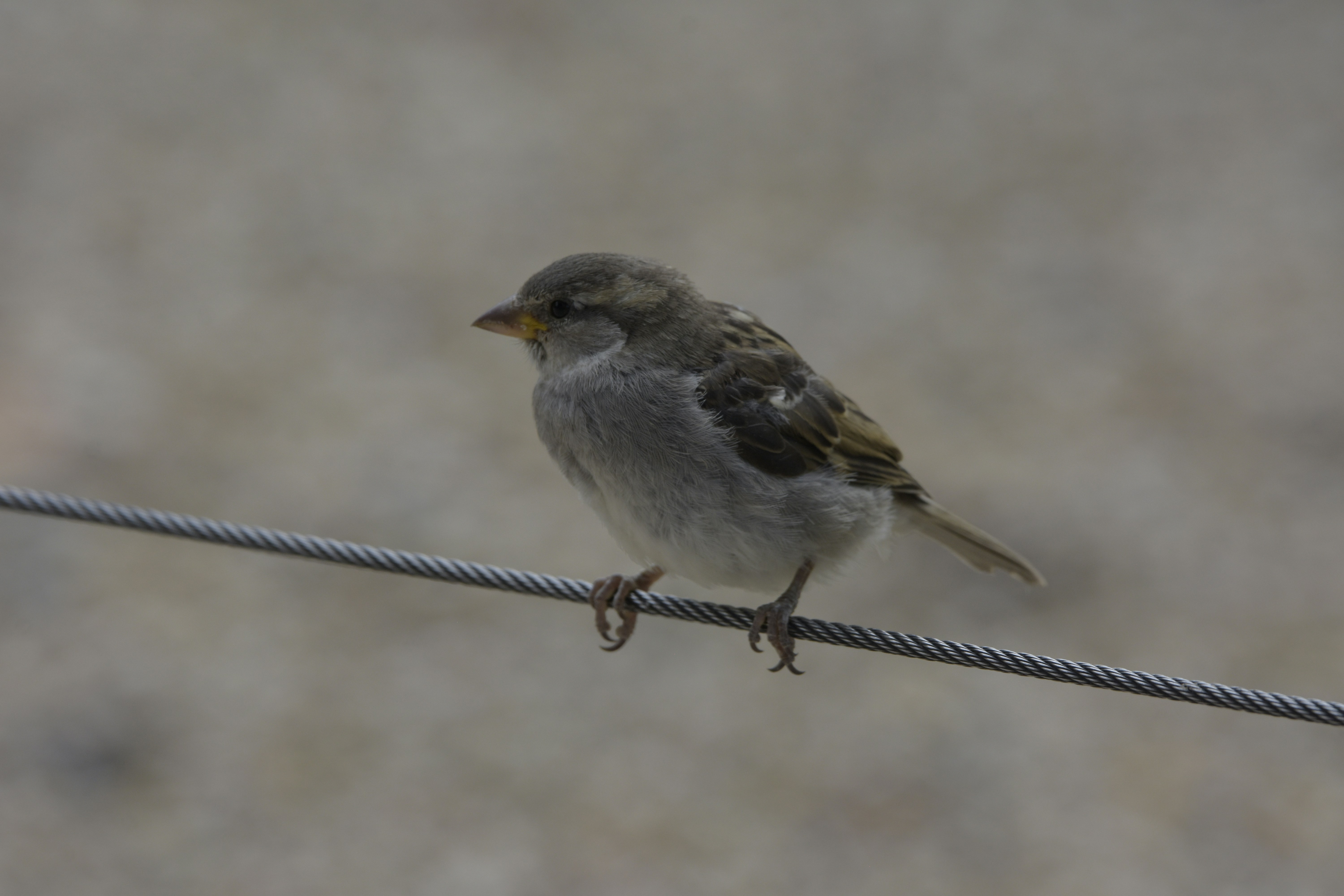 On a Quiet Wire: Sparrow’s Texture and Profile