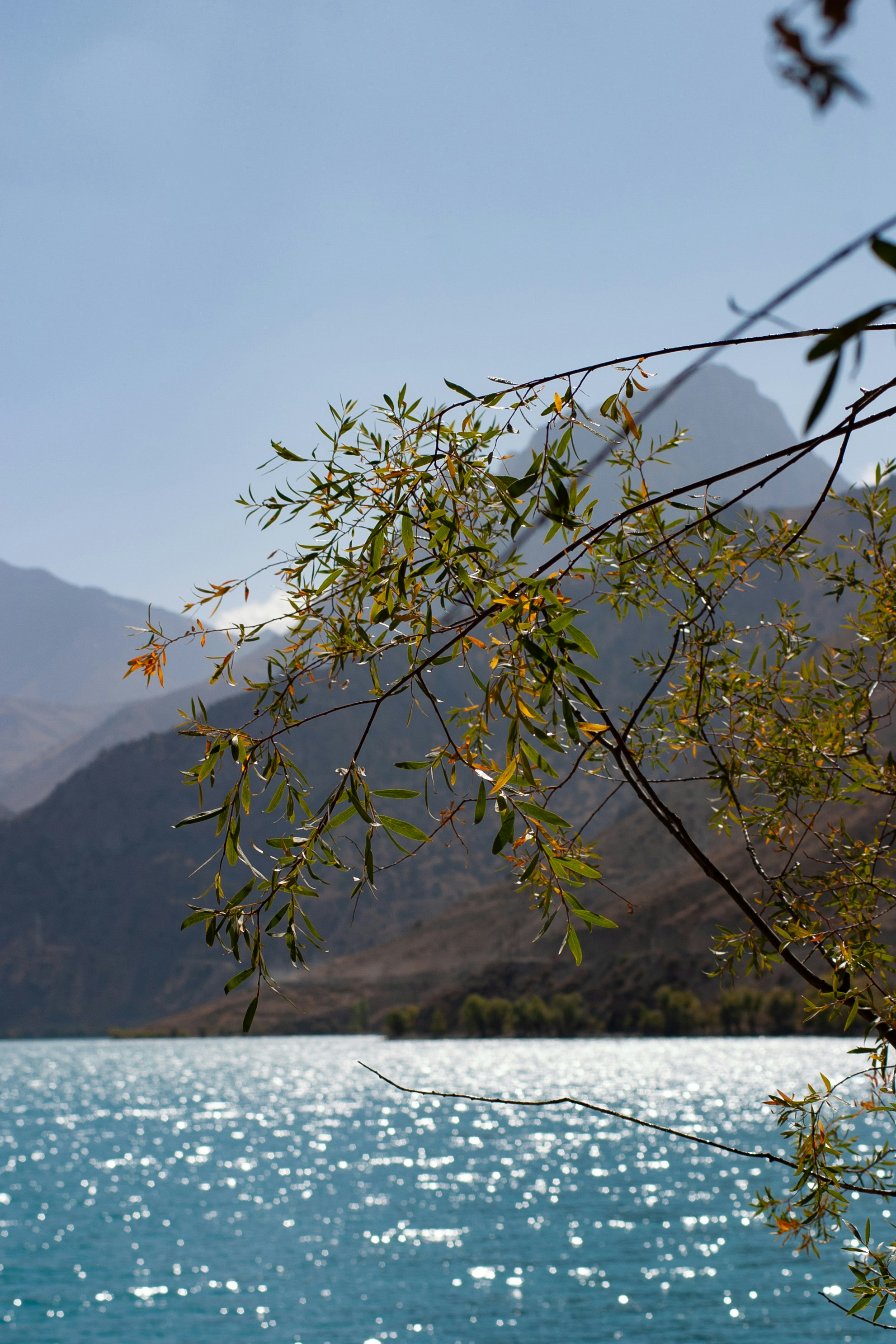 Whispering Branches Framing a Turquoise Alpine Lake