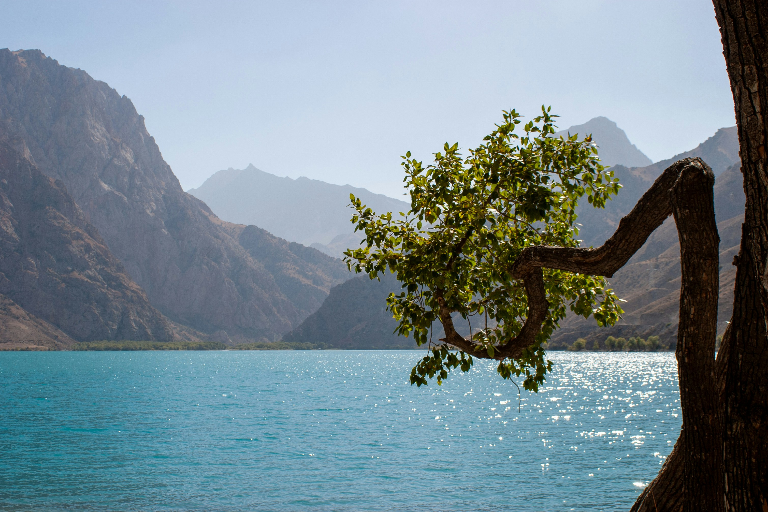 Arcing Tree Frame Over Turquoise Mountain Lake