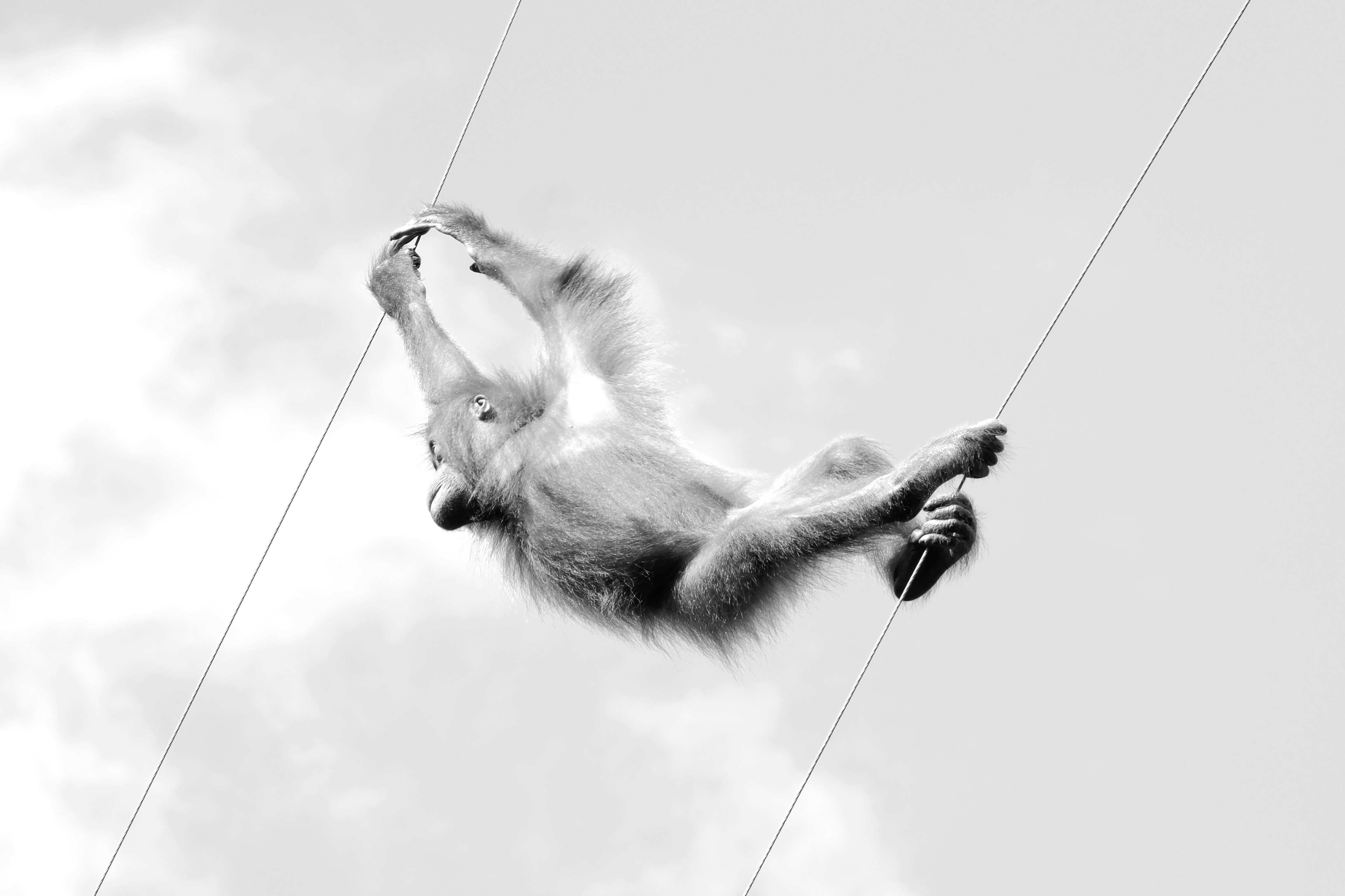 Mid-Flight Primates: A Lantern of Freedom Above the Wires