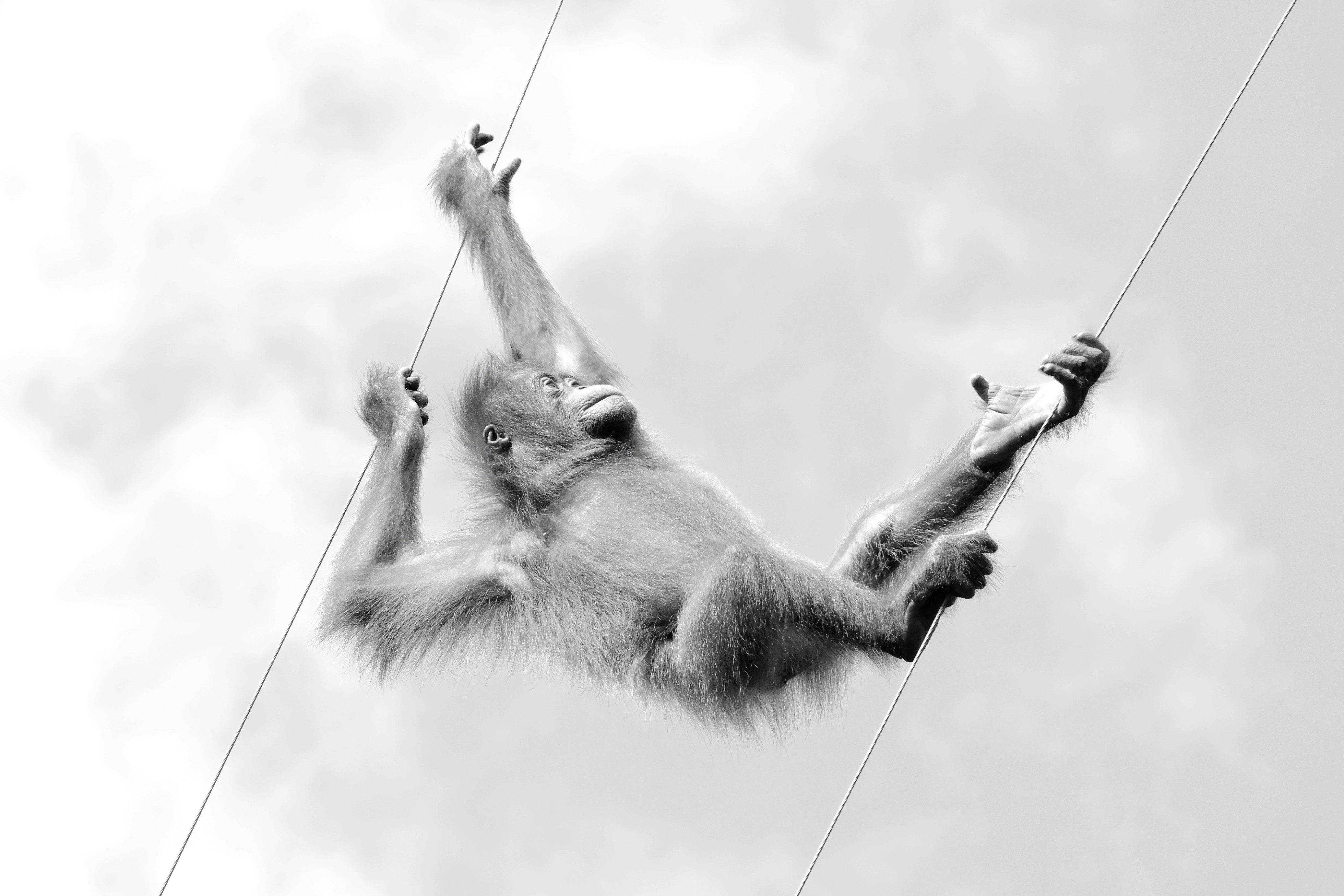 Skyward Acrobat: Monkey on a High-Tension Wire