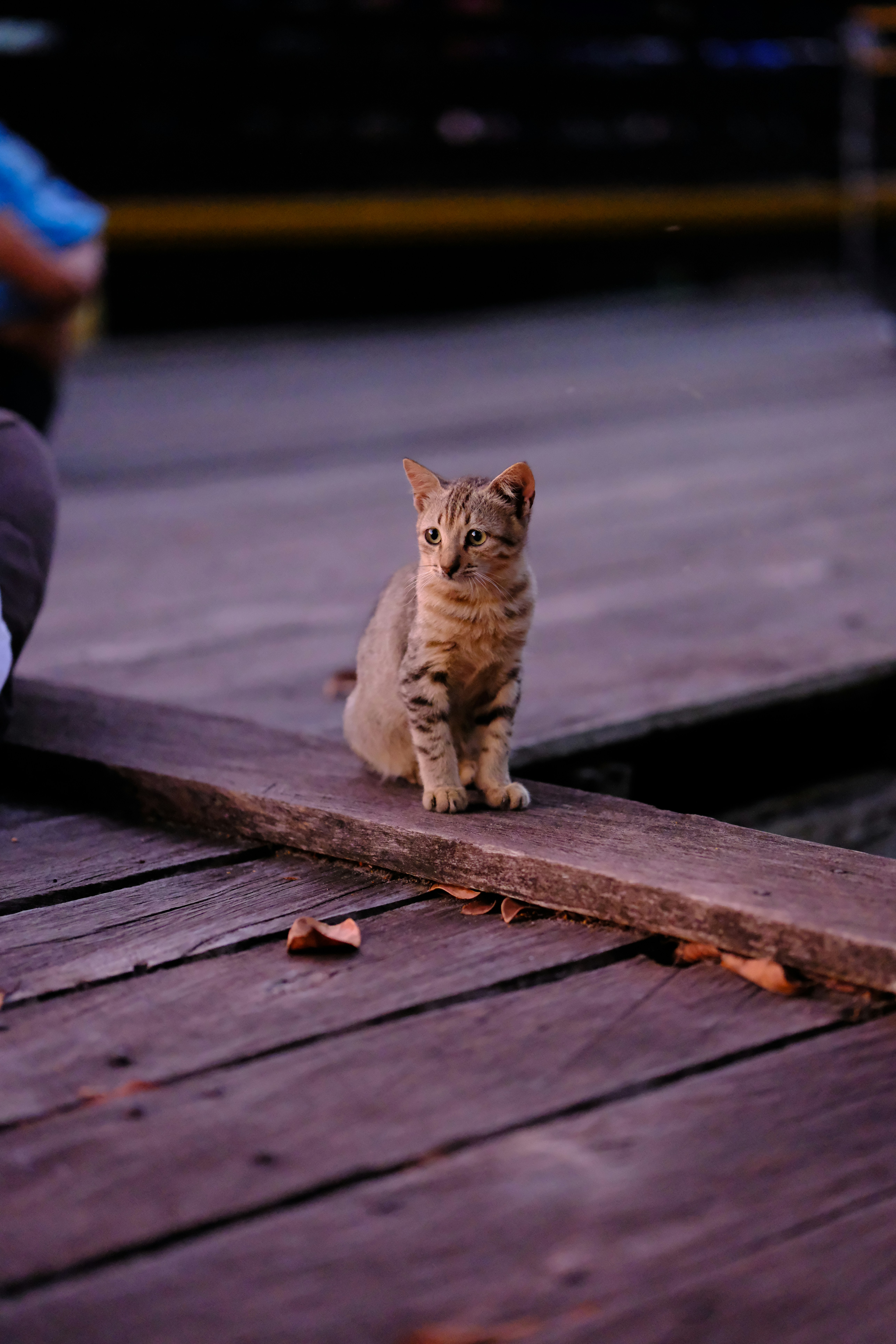 Twilight Curiosity: A Kitten on the Weathered Dock