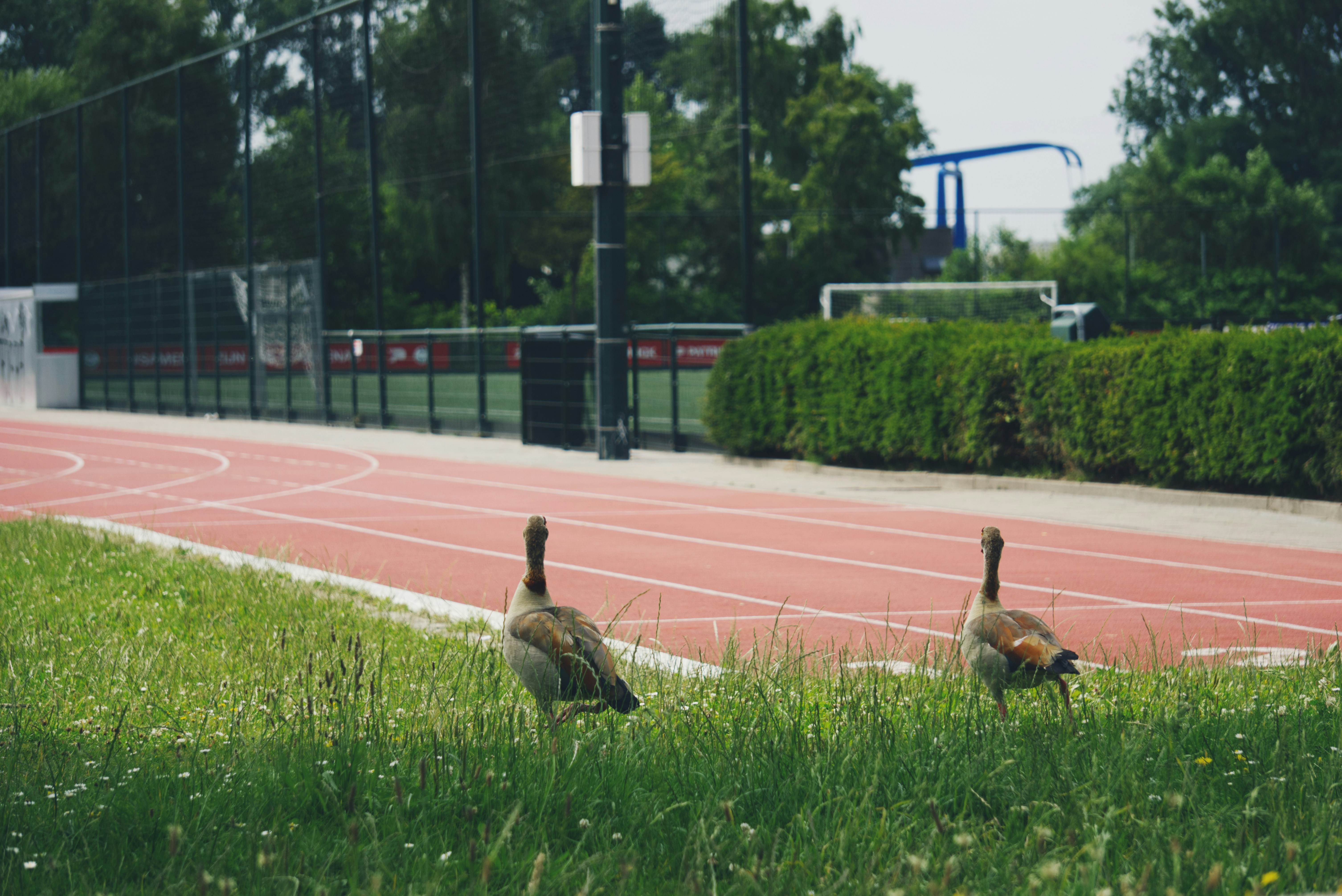 Fieldside Vigil: Two Geese at the Verge of the Track