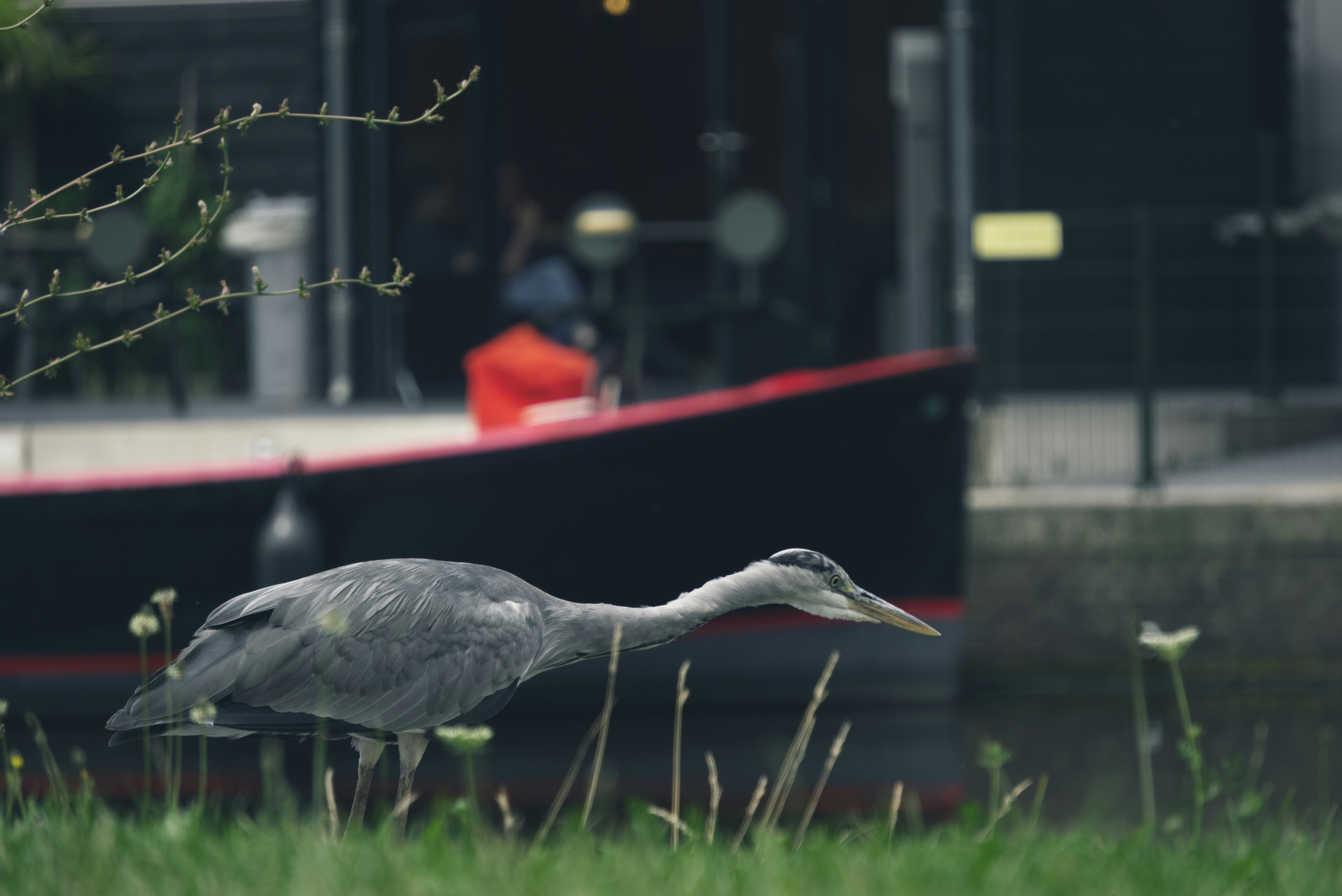 Grey Heron at the Water's Edge: A Quiet Urban Canal Framed by a Red-Trim Vessel