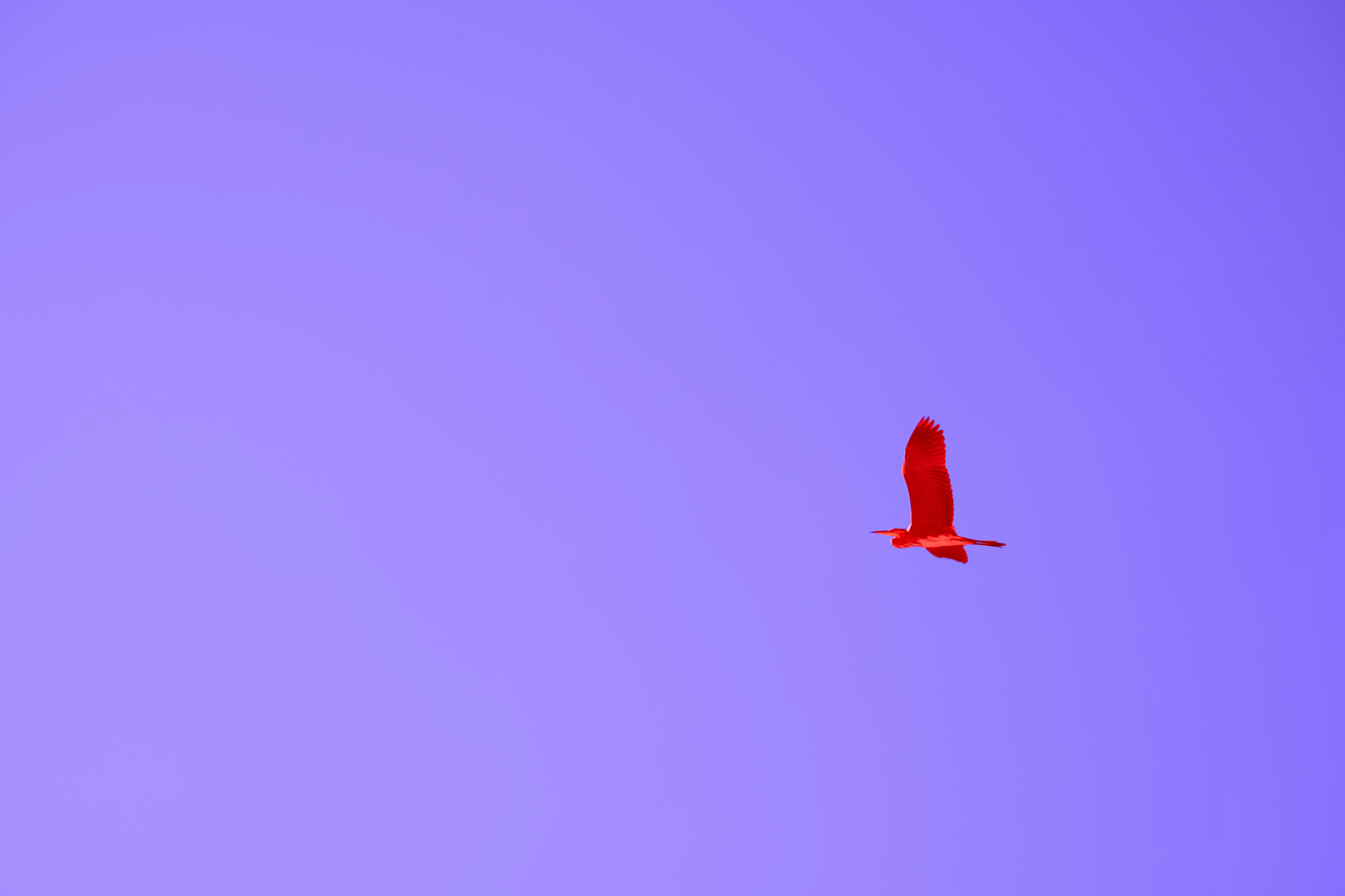 A red bird flying through a purple sky photo – Free Animal Image on ...