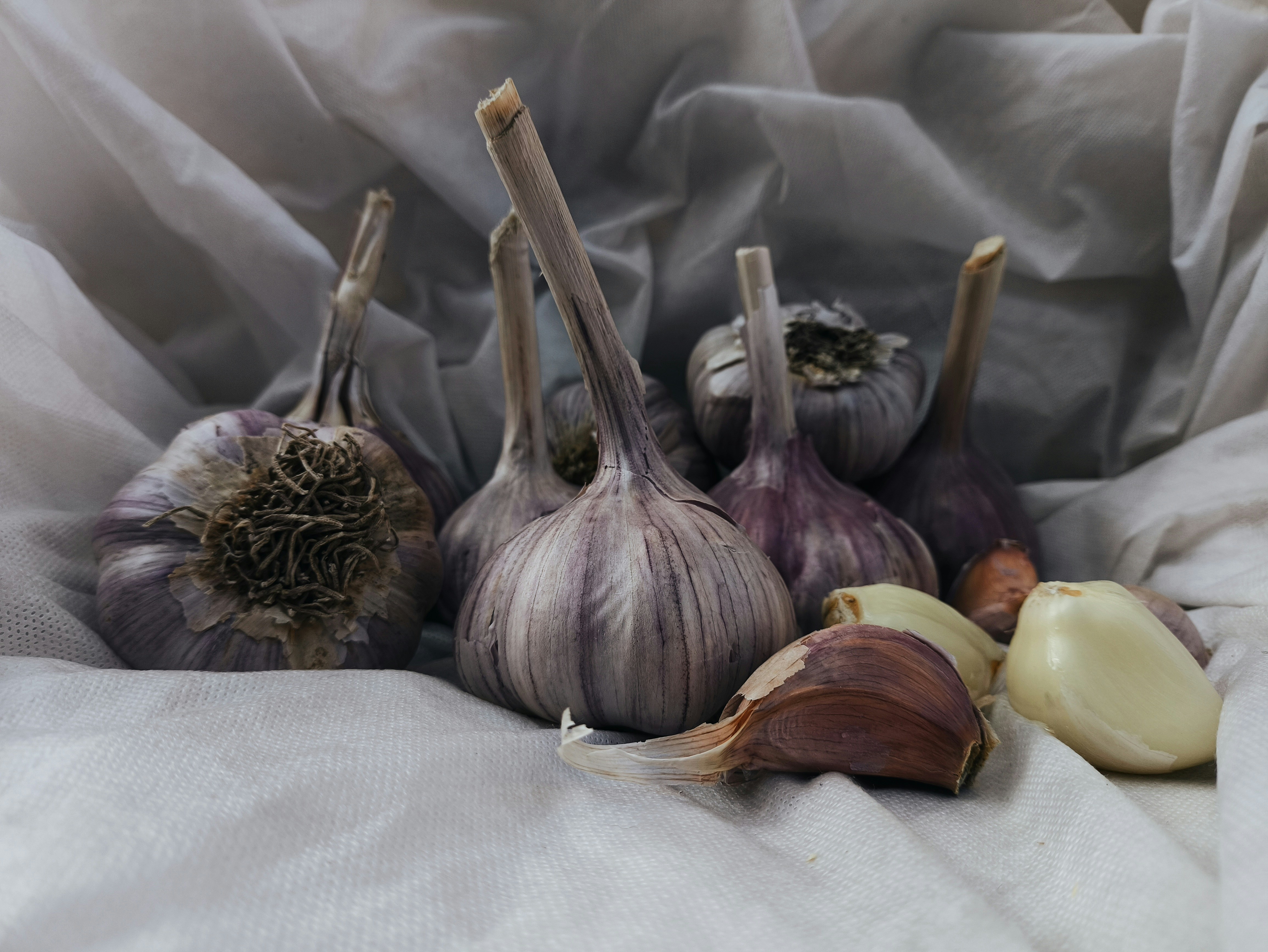 Photograph of a cluster of purple-tinged garlic bulbs resting on soft gray linen, with peeled cloves in the foreground.