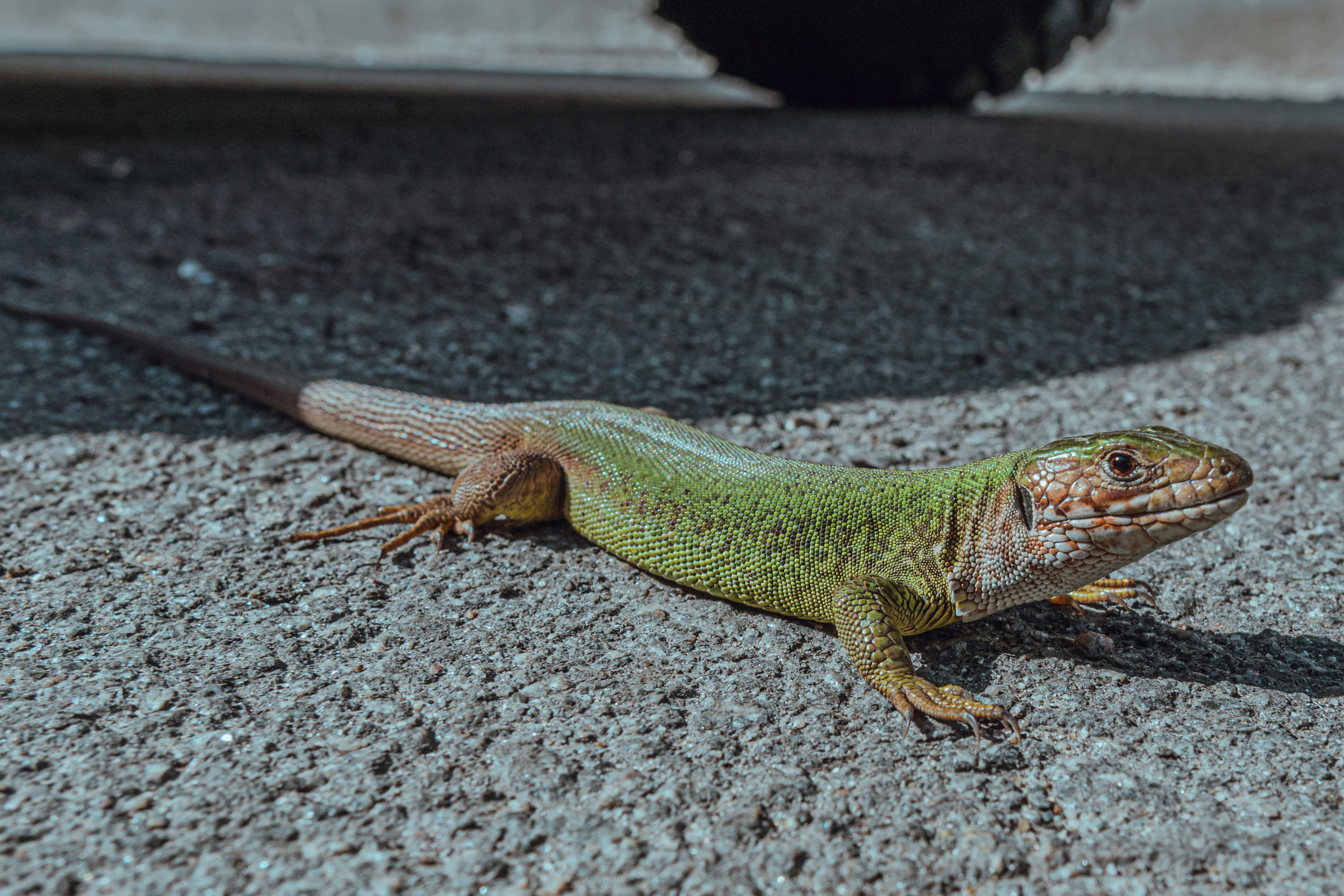 Photo by Taras Chernus with Sony Alpha 6400