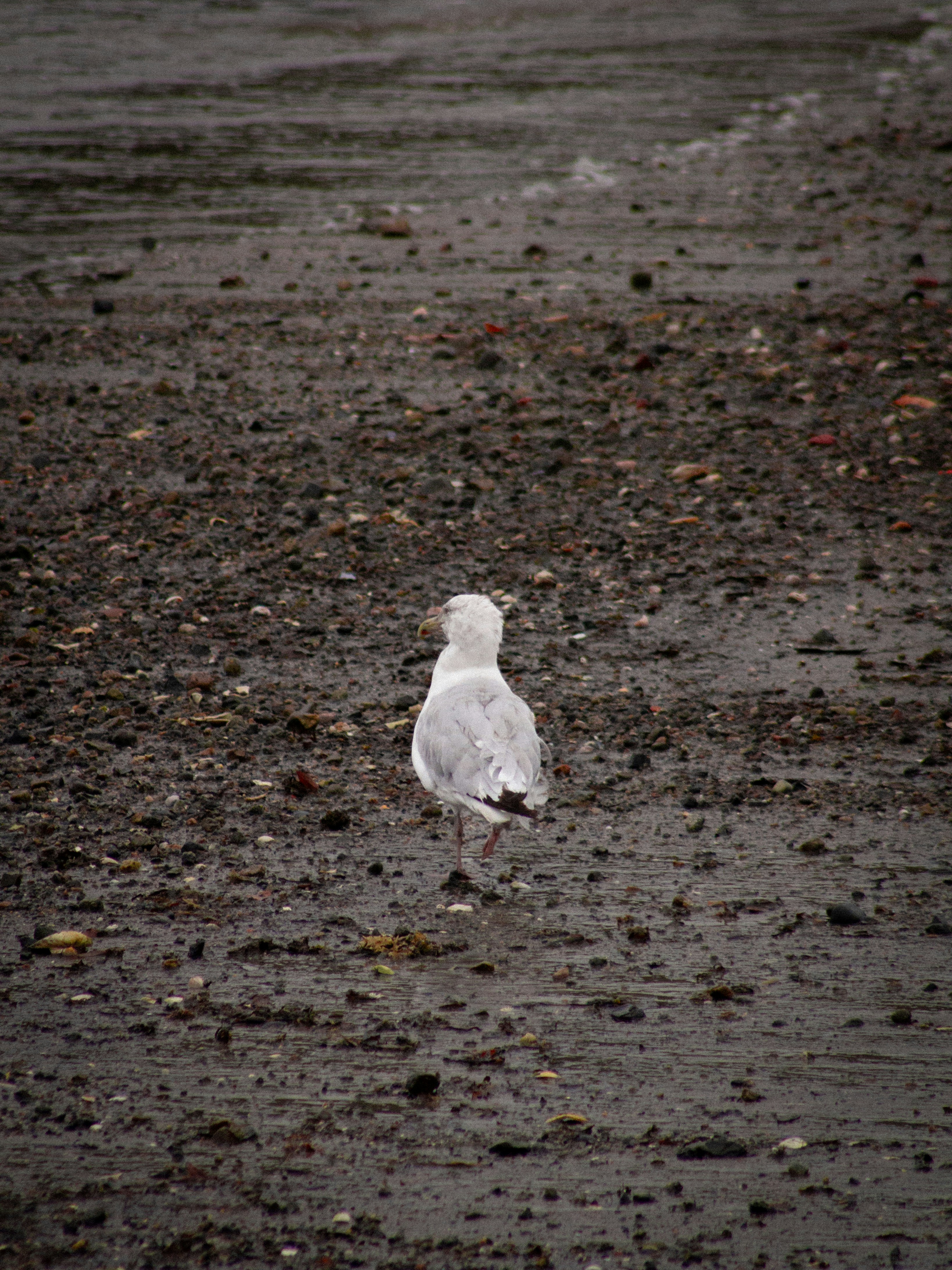 Rain-Washed Seaside: Lone Seagull on a Pebble Beach
