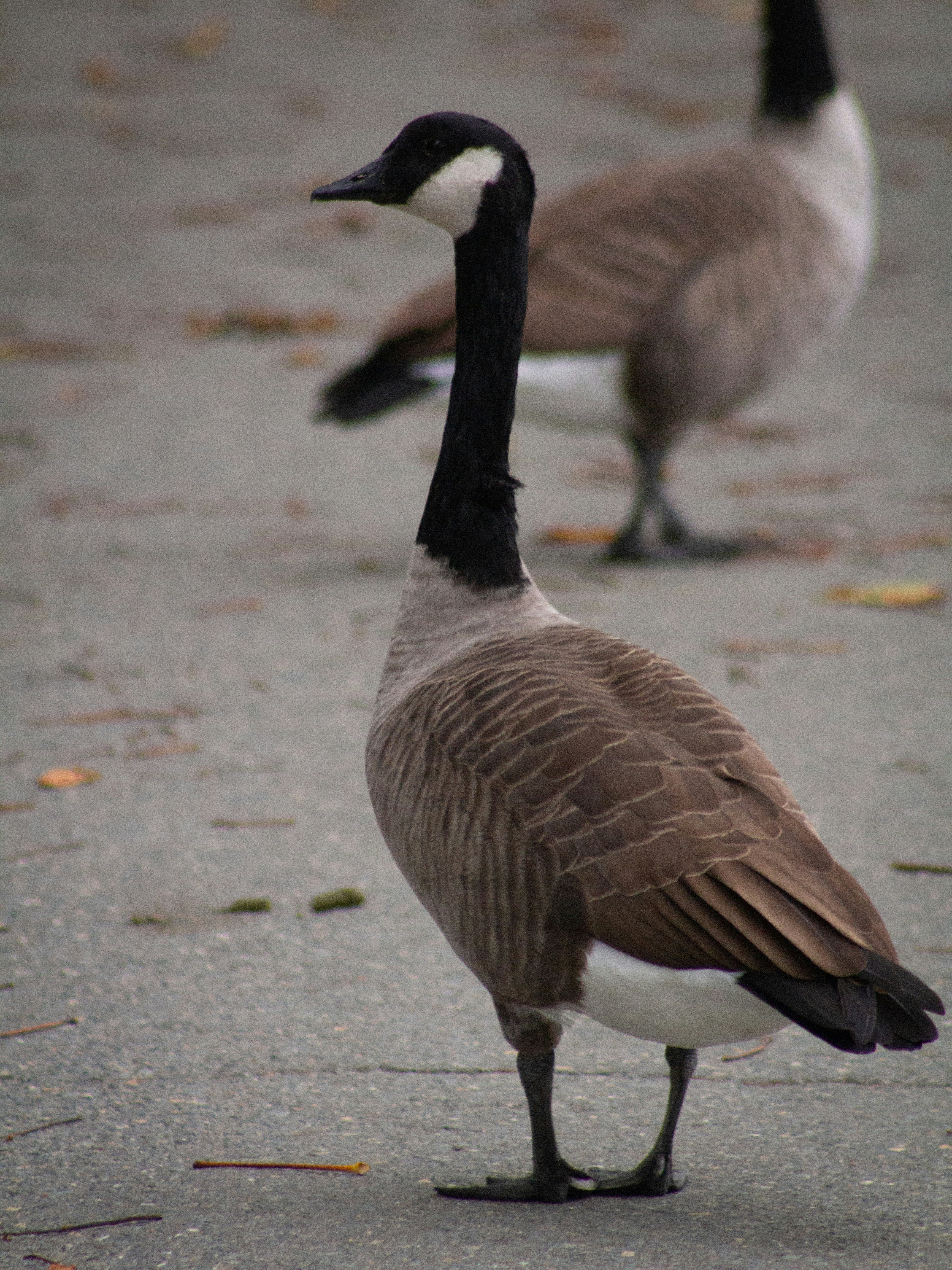 Photo by Charly Seyler with Canon EOS 1200D