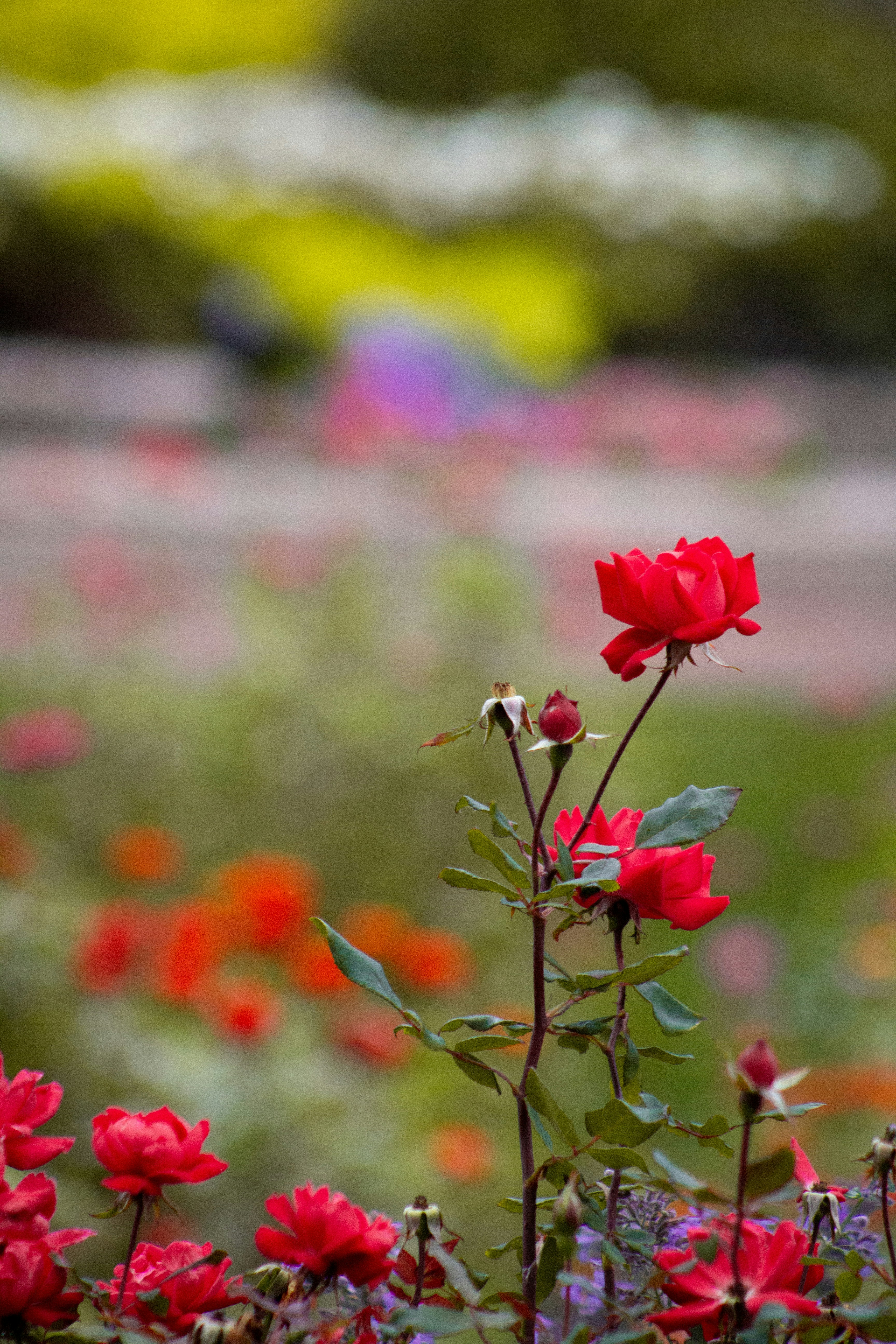 Crimson Rose Piercing the Velvet Blur