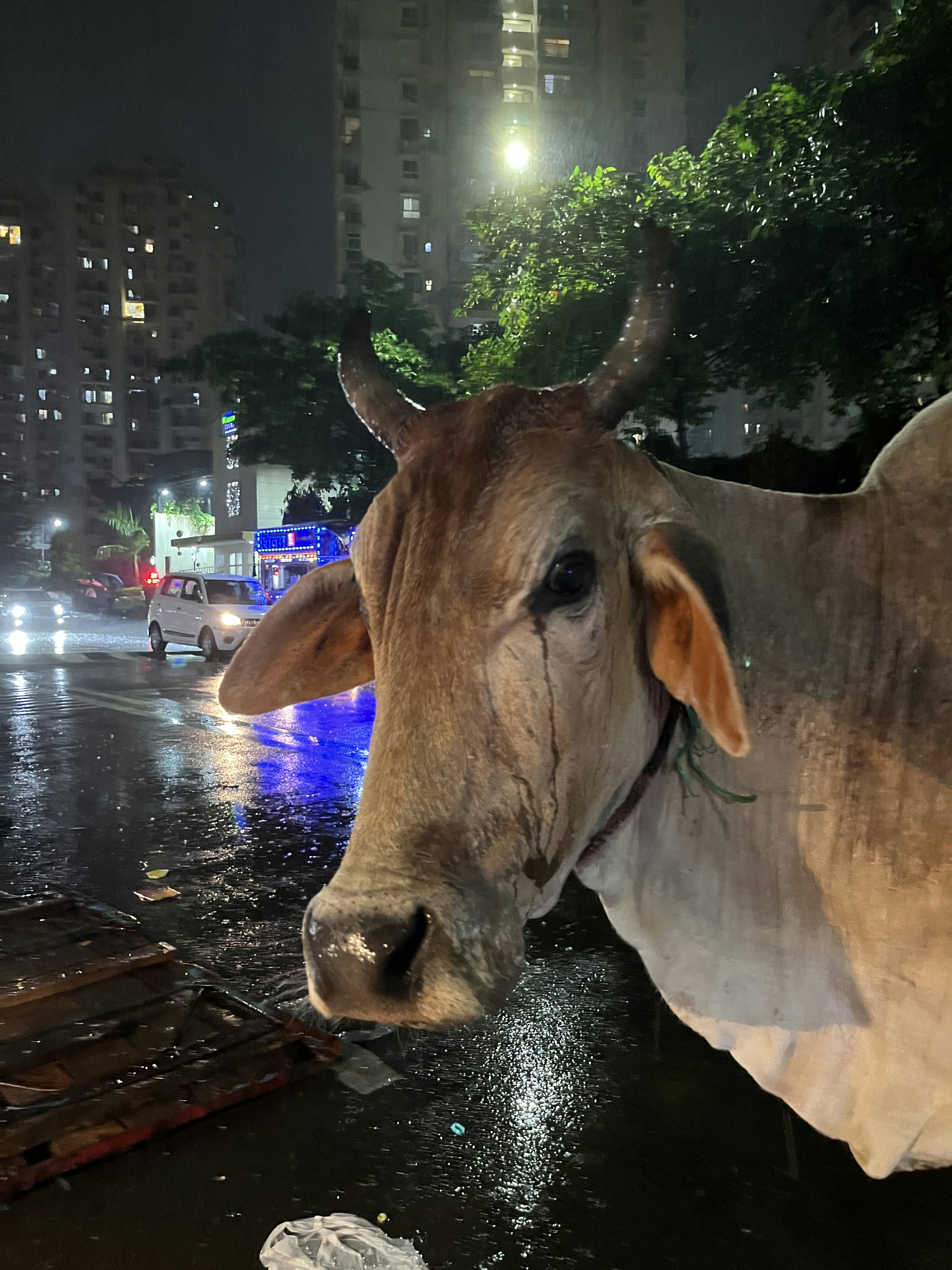 A cow standing in the middle of a street at night photo – Free Animal ...