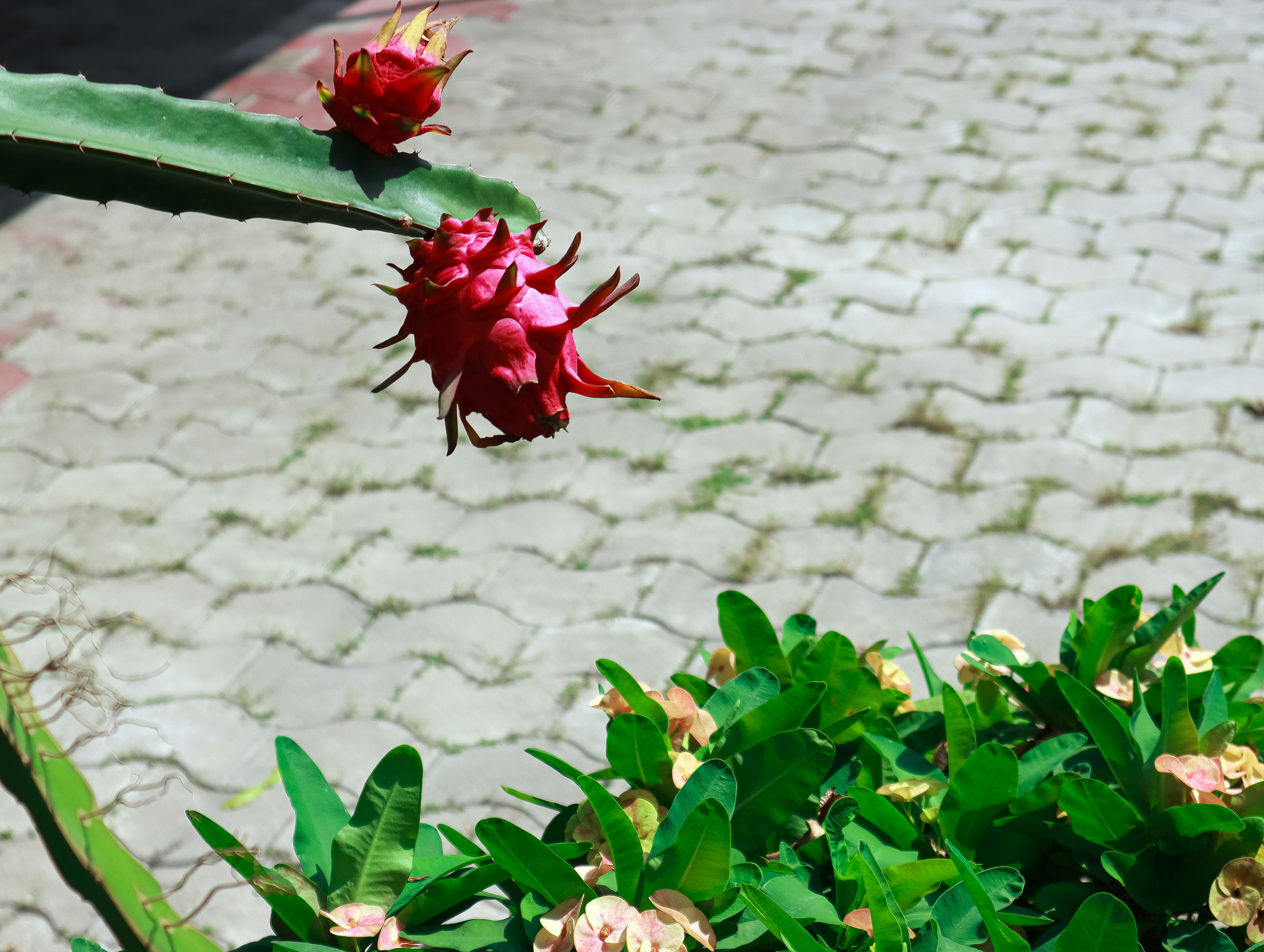 Crimson Dragon Fruit Bloom Reaching Across a Sunlit Courtyard