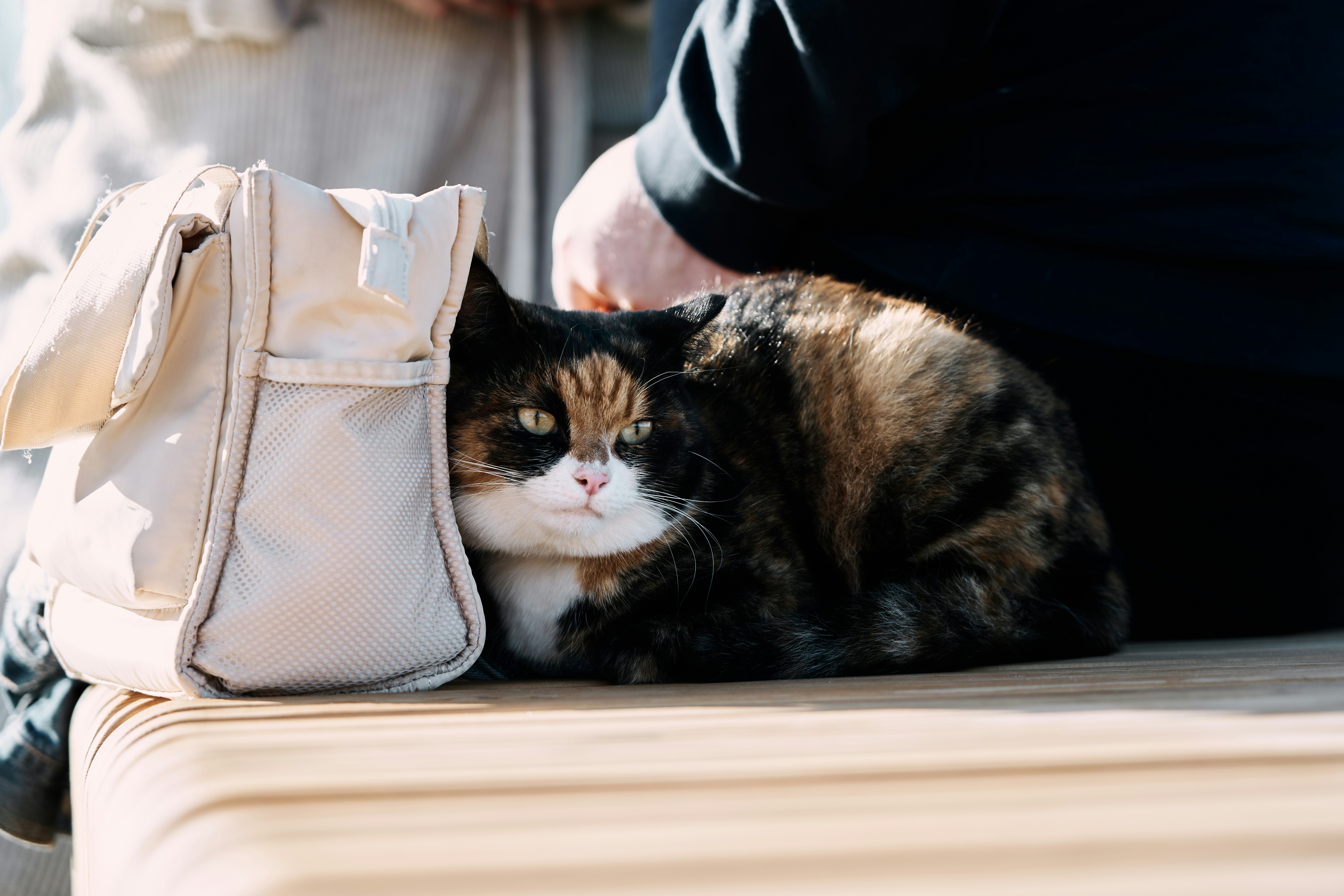 Calico at Rest: A Quiet Moment on a Bench