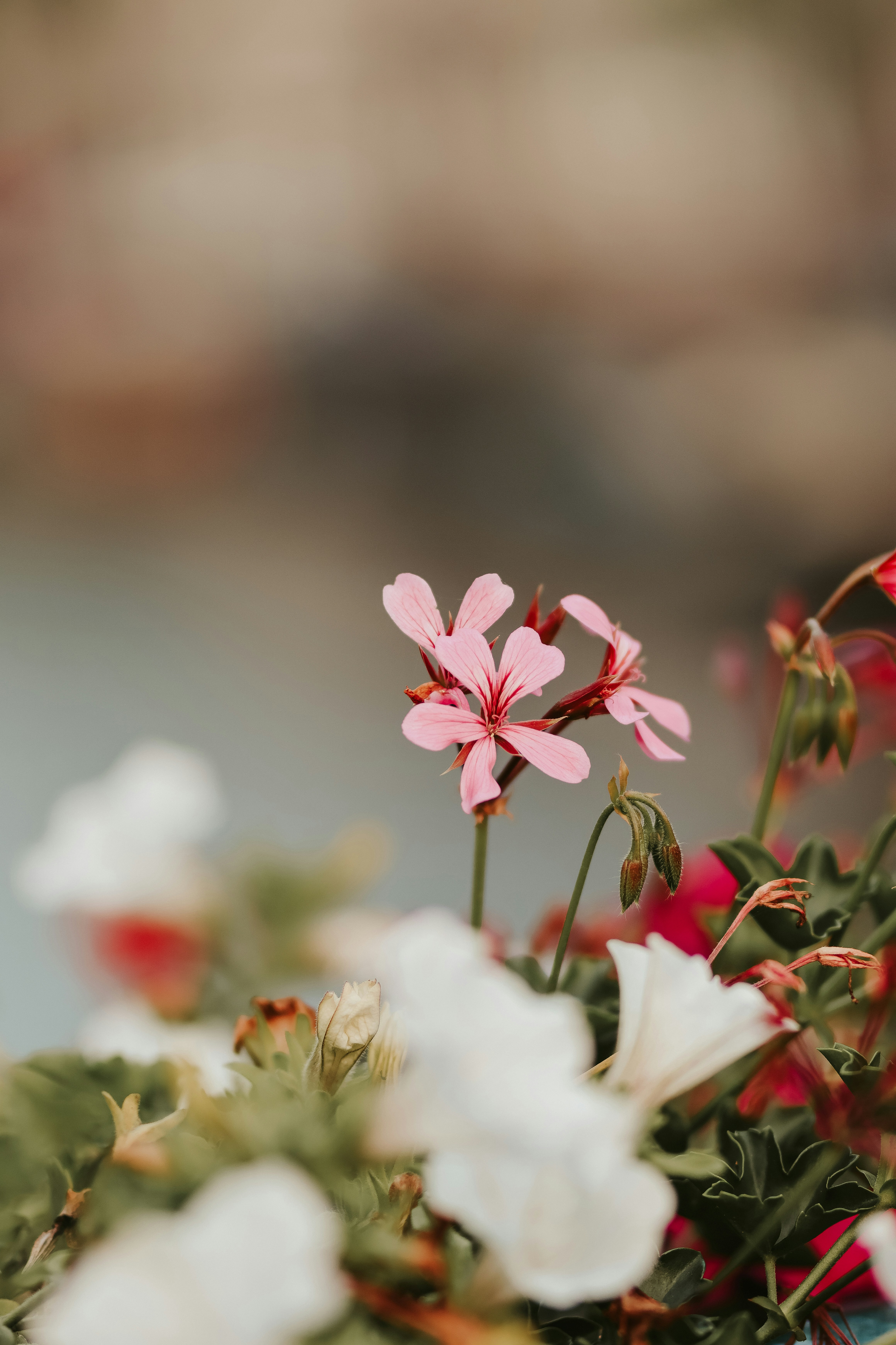 Center Bloom in Velvet Bokeh: Pink Geranium