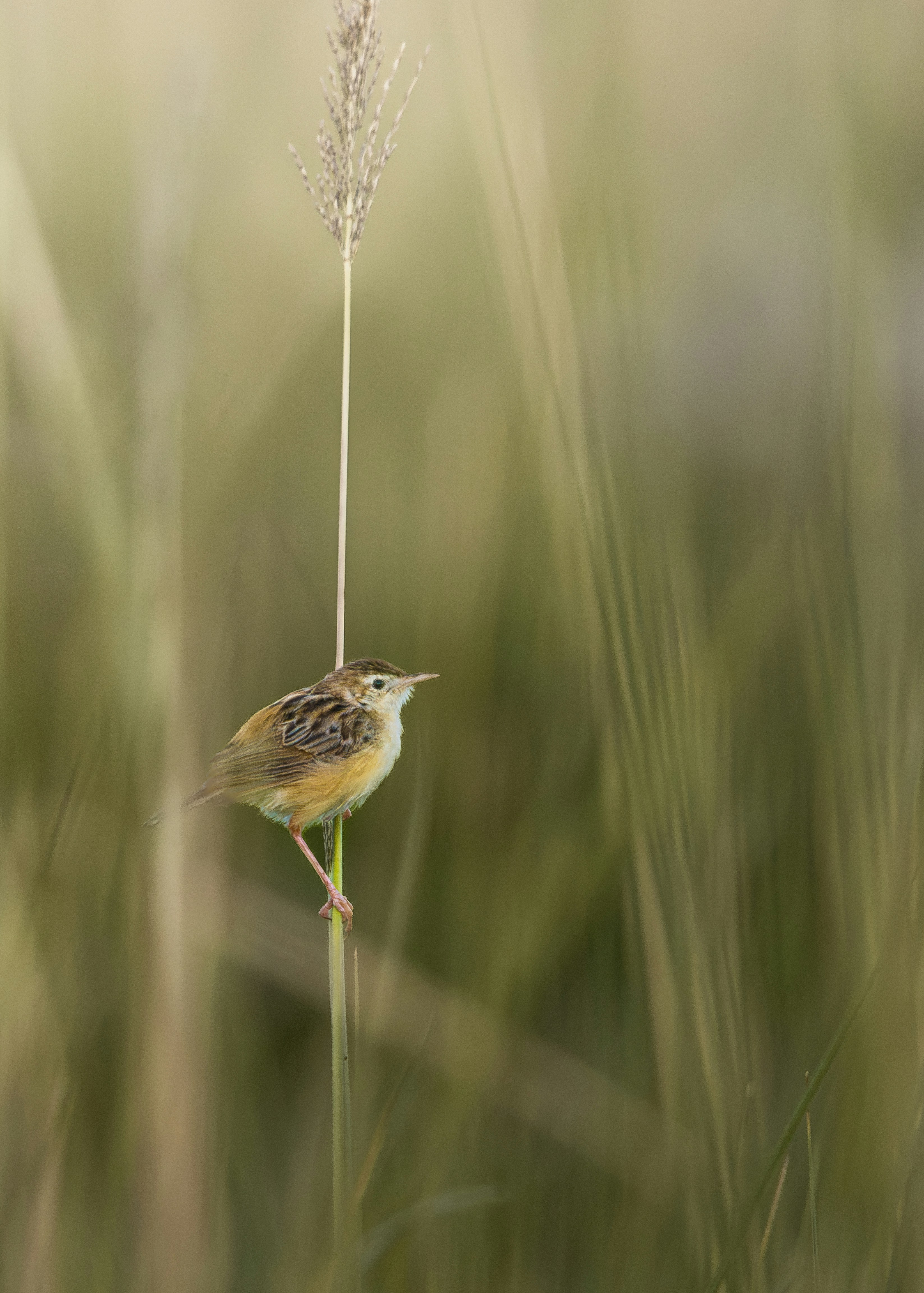 A small bird sitting on top of a tall plant photo – Free Wildlife Image ...