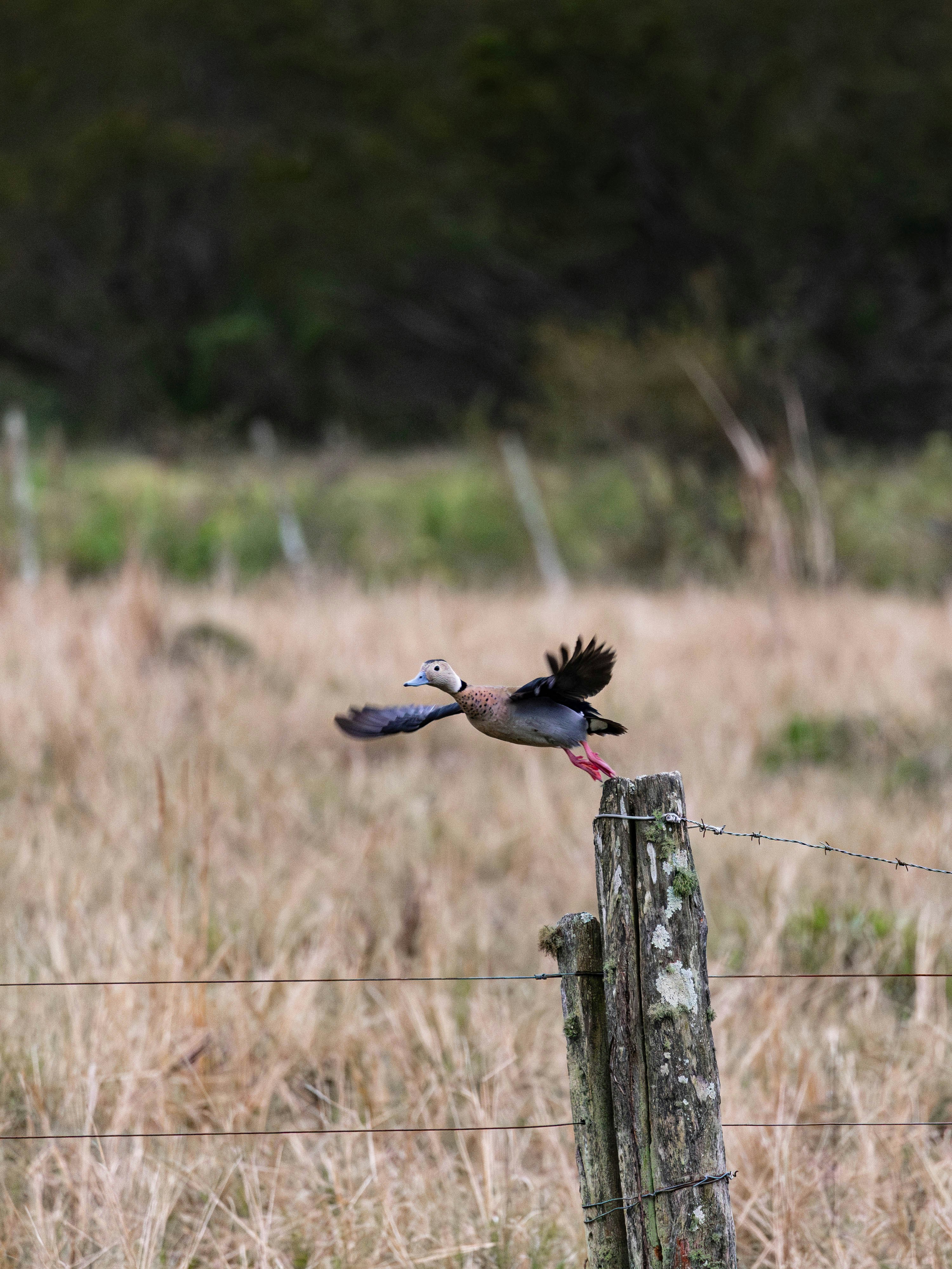 Red-tailed Duck takeoff from weathered fence post at meadow edge