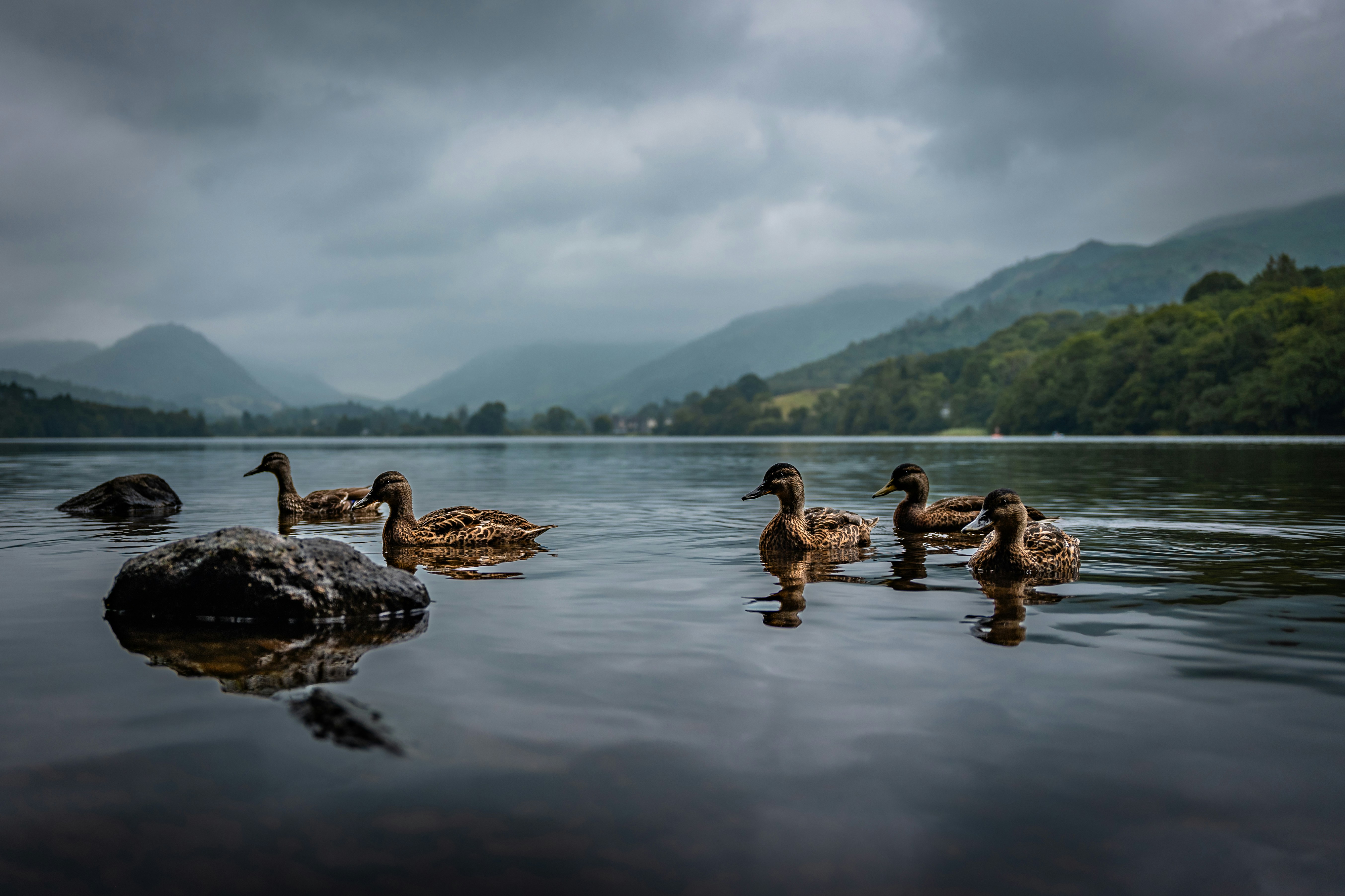 Ducks in Still Waters Under Clouded Dusk