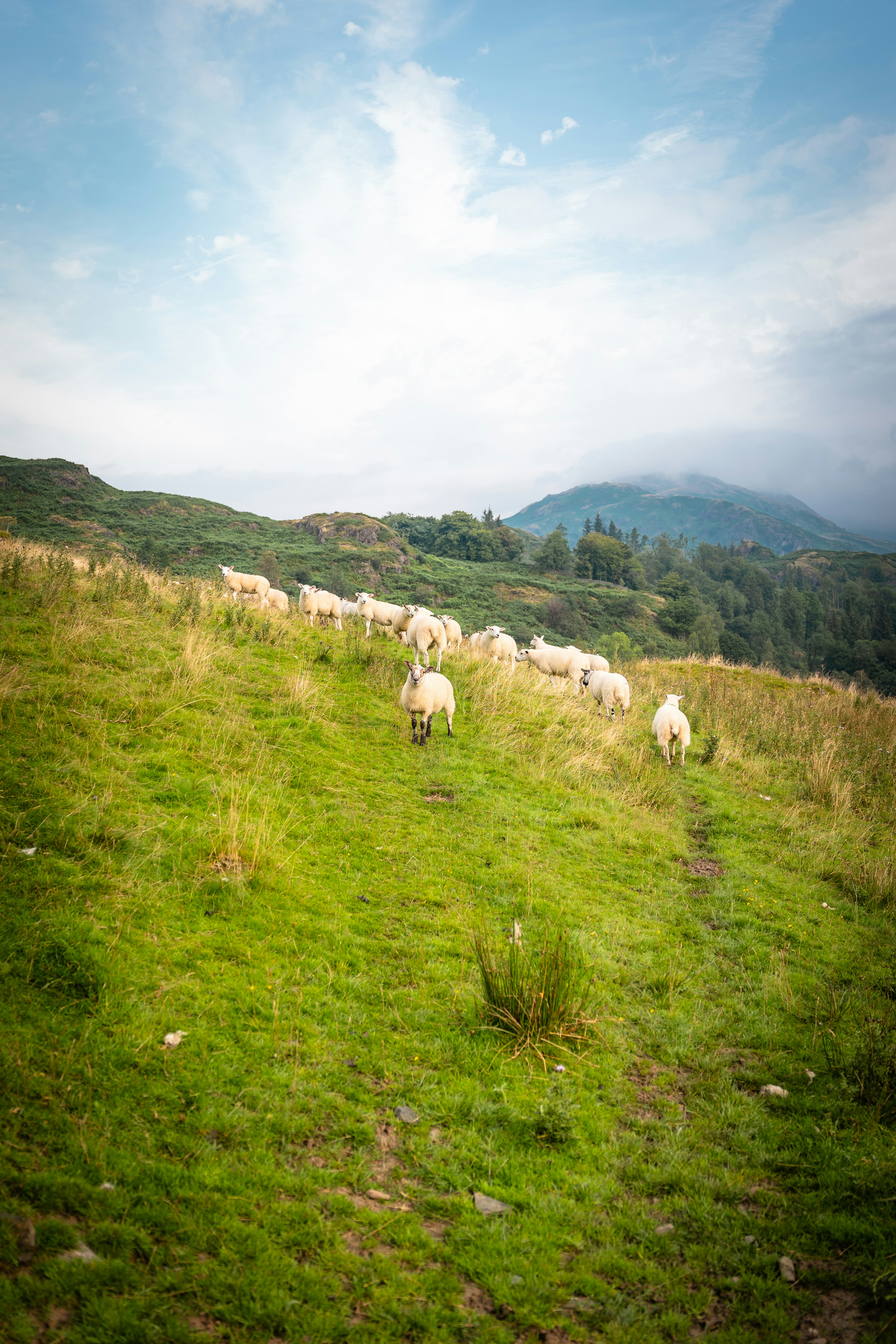 Green Ridge Parade: Sheep Thread a Sunlit Hillside