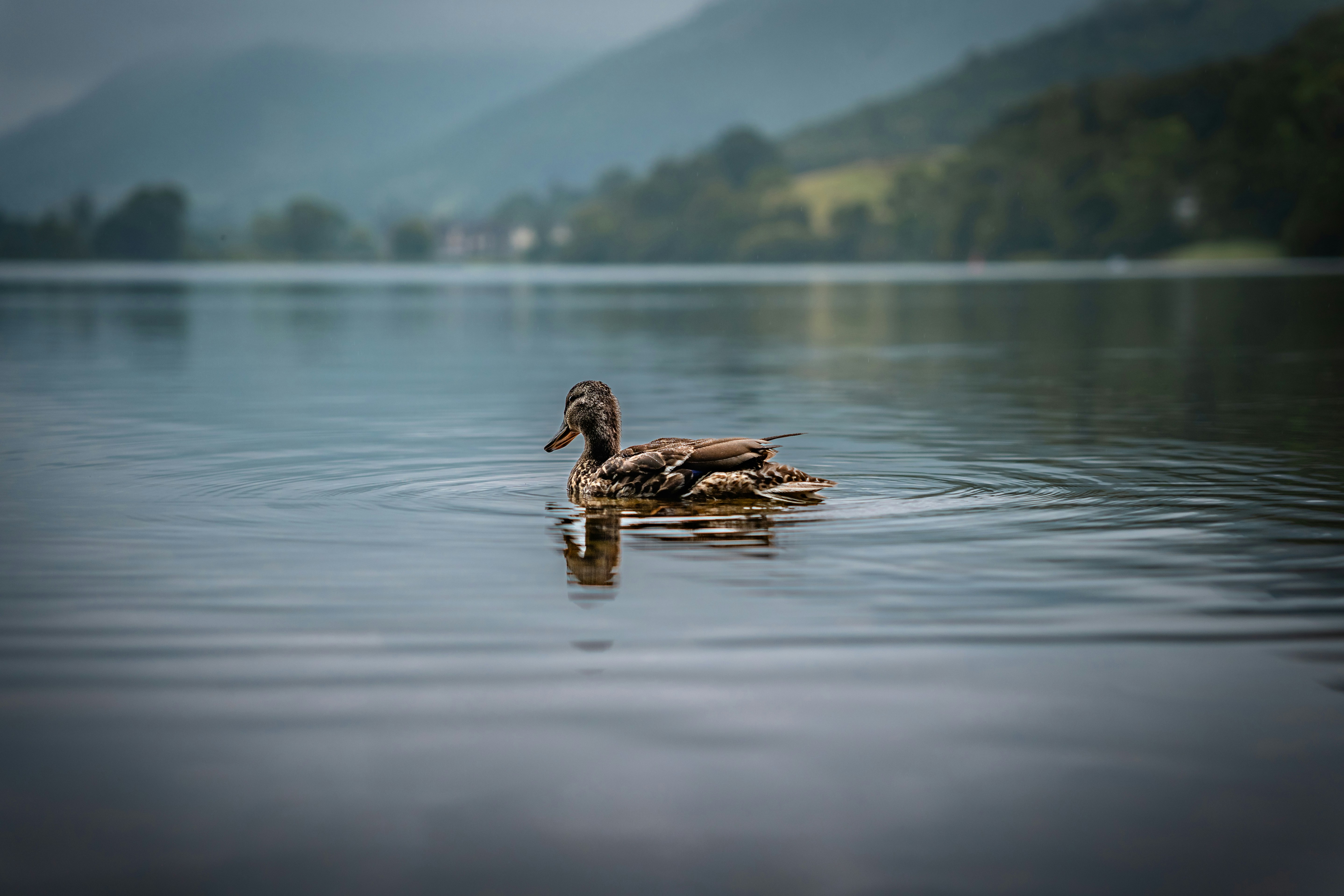 Dawn Glide: A Lone Duck Traverses a Glassy Lake
