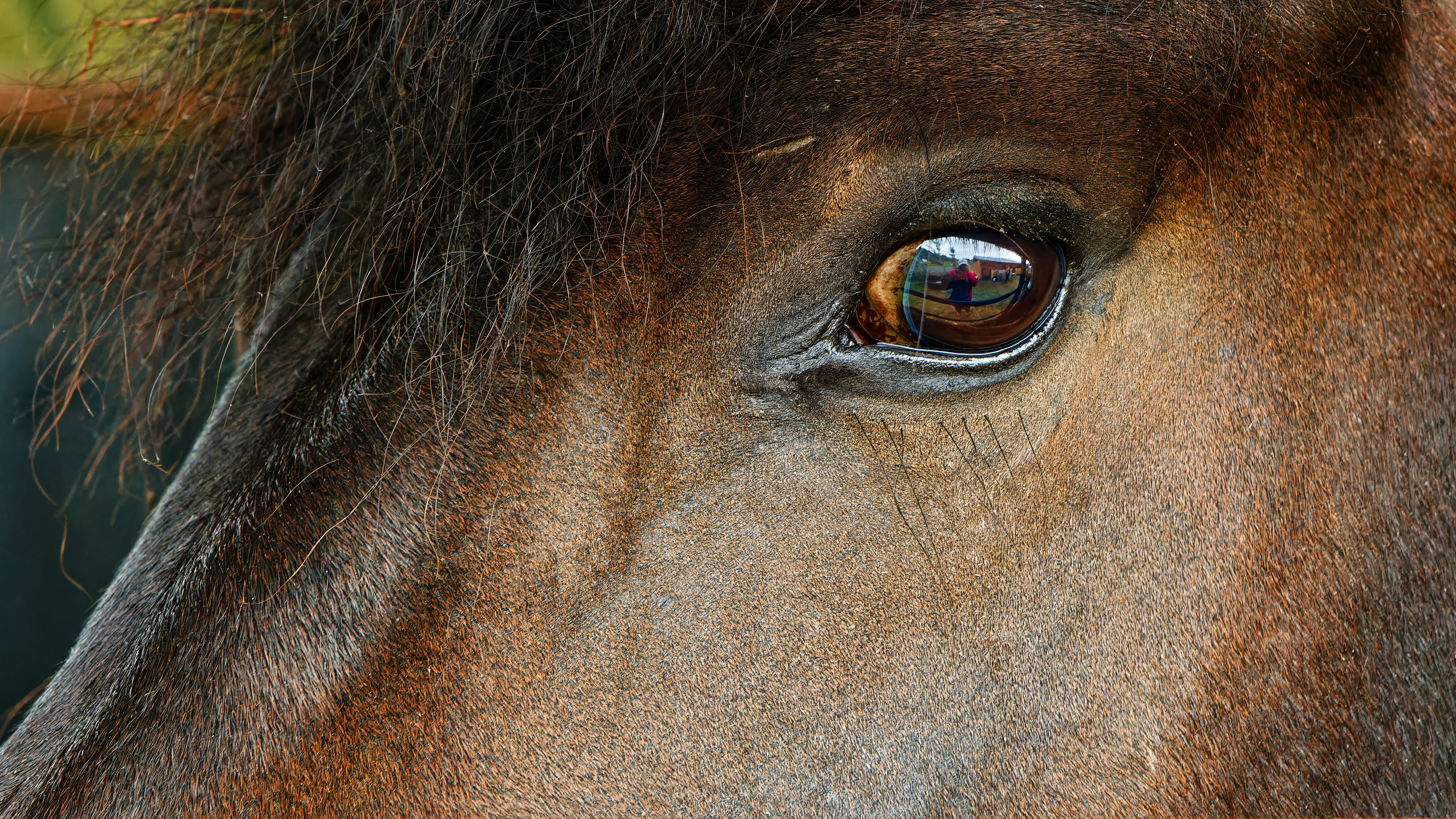 Close-up of a horse's eye reflecting its surroundings, showcasing rich brown hues and intricate textures.