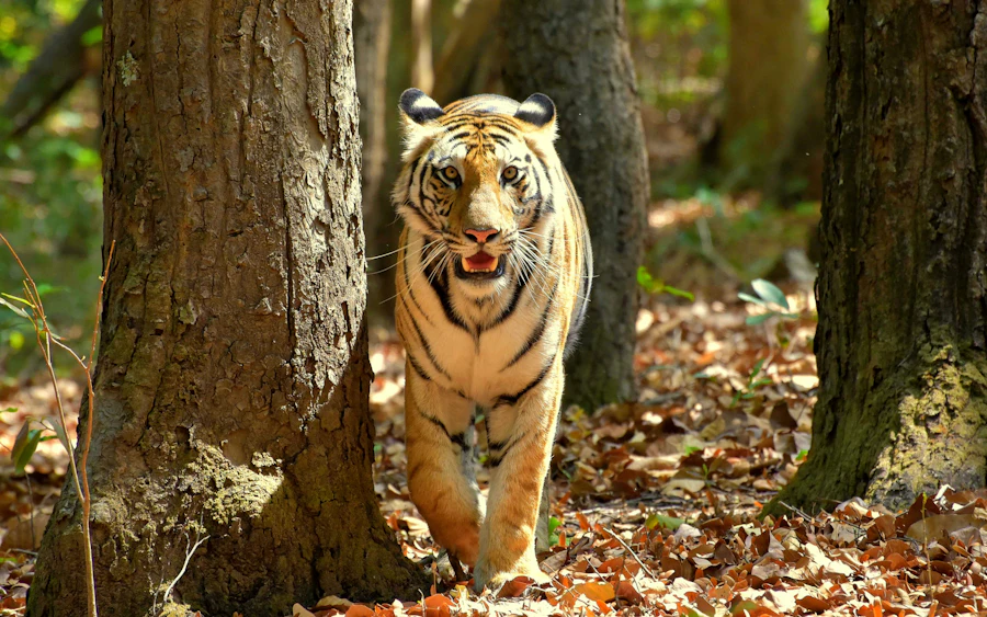 A tiger walks toward the camera between tree trunks in a leaf-covered forest, mouth slightly open and eyes fixed ahead. Warm sunlight highlights its orange coat and black stripes.