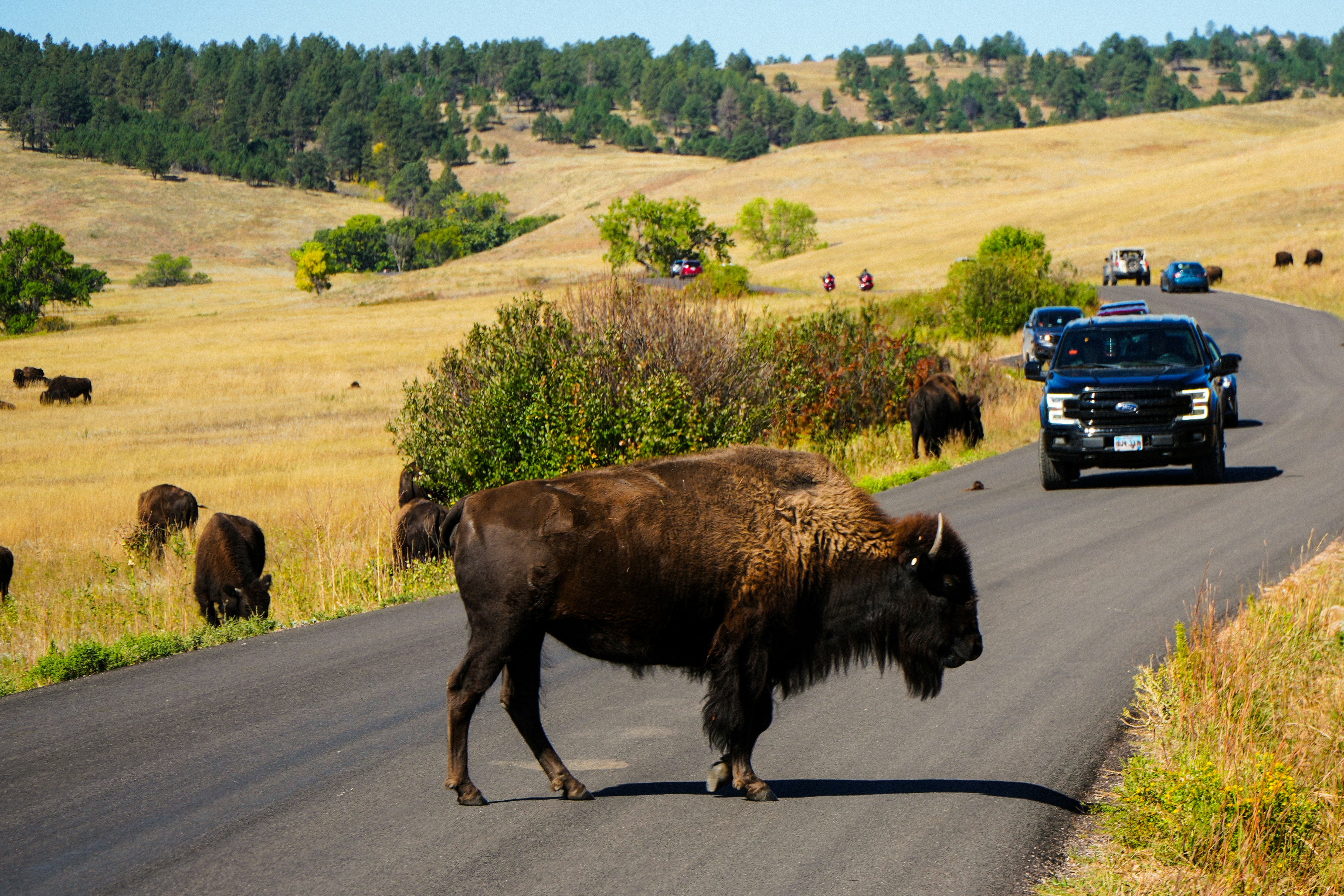 Prairie Roadside Crossing: A Bison Pauses on an Open Highway