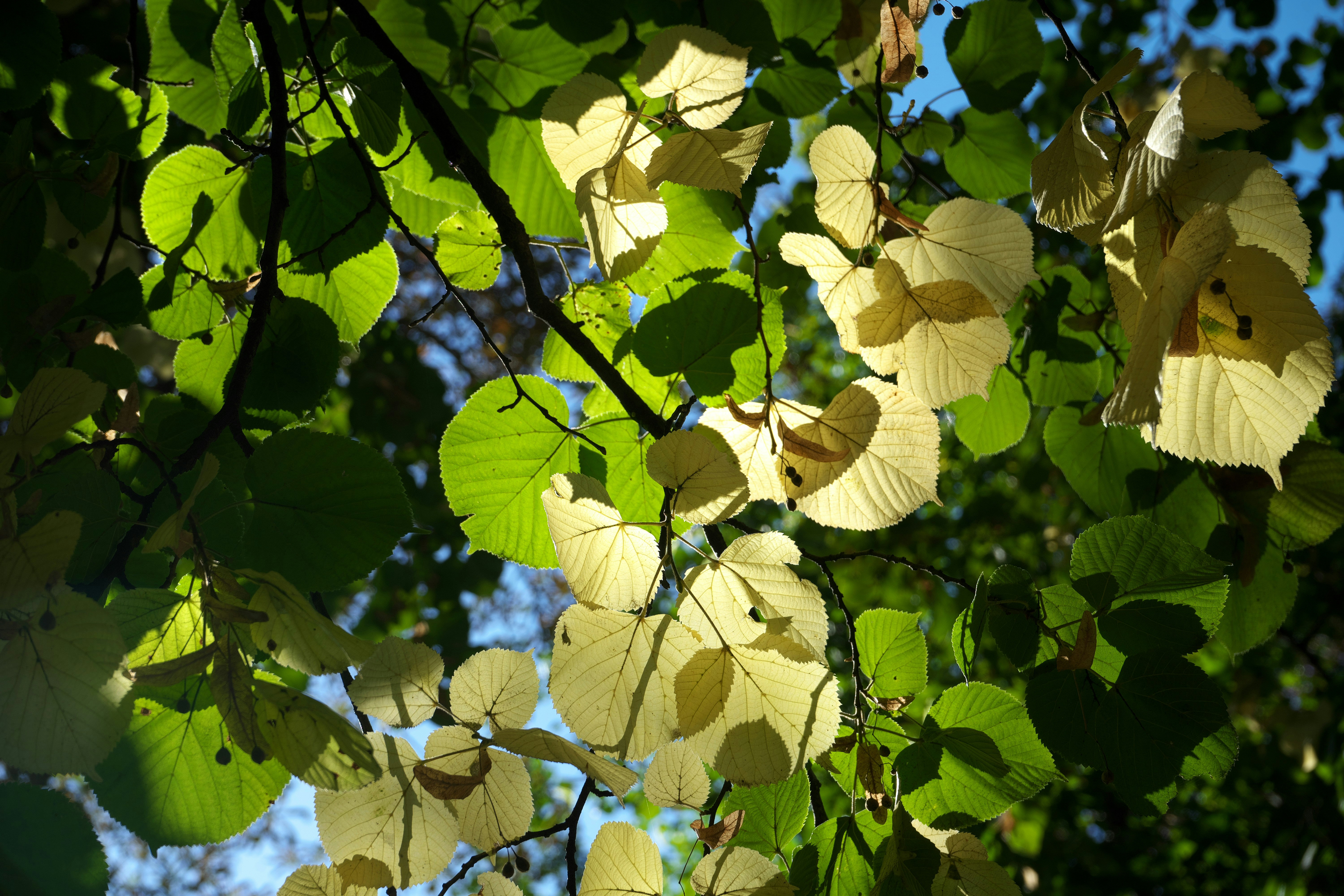 Sunlight filtering through the leaves of a silver linden tree, creating a pattern of light and shadow.