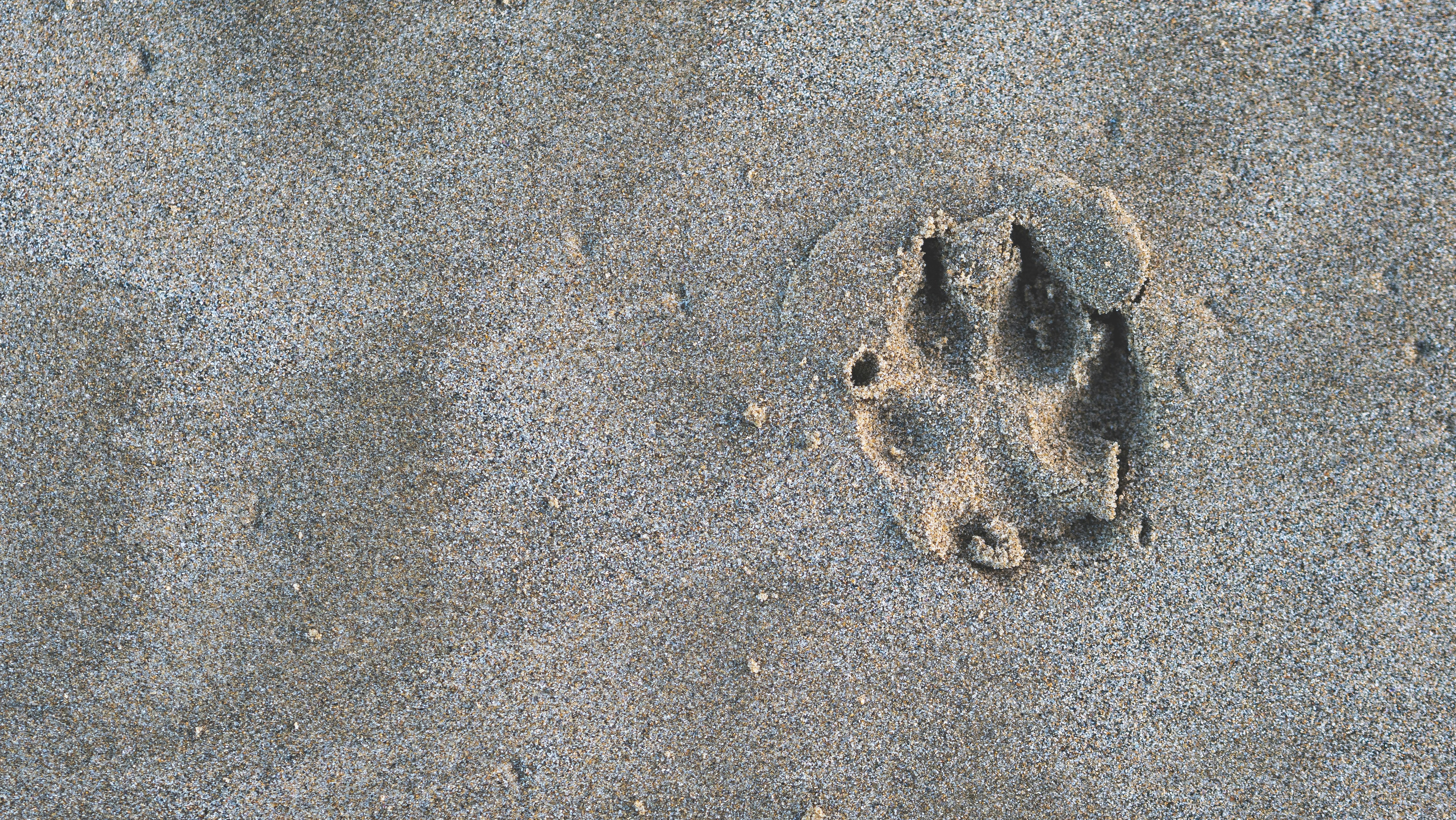Trace of a Wanderer: A Single Paw Print in Sun-Kissed Sand