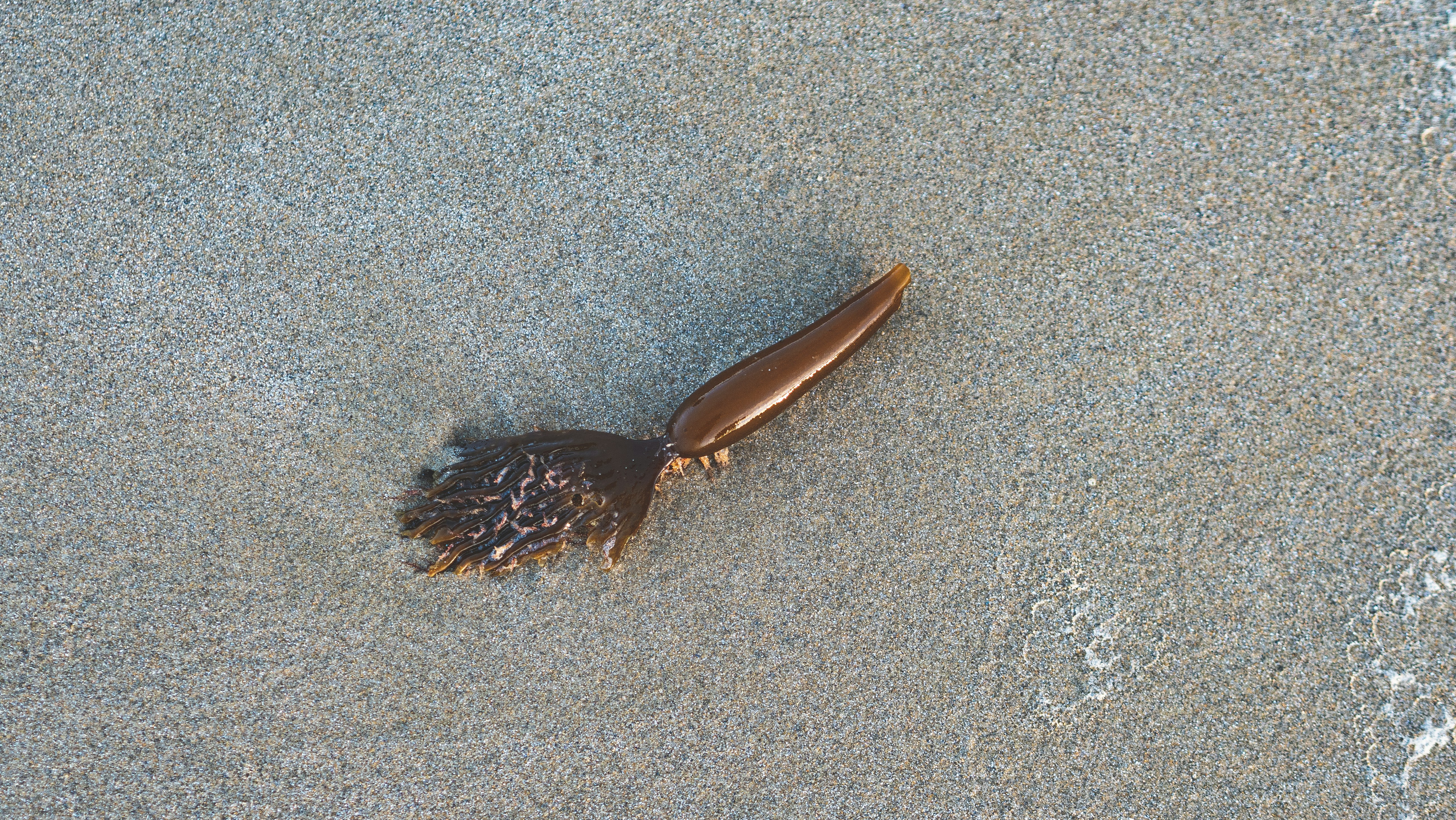 Single Crab Claw on Wet Sand at Tide Line