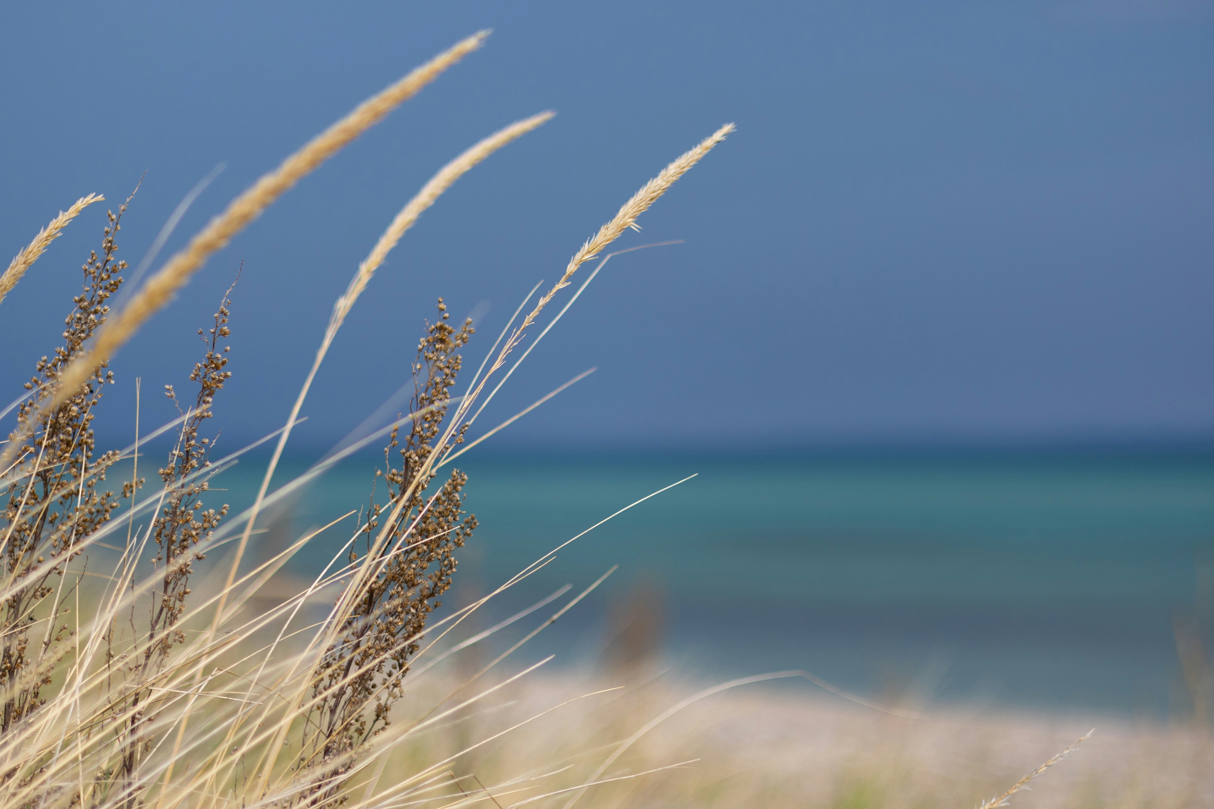 A view of the ocean from the sand dunes
